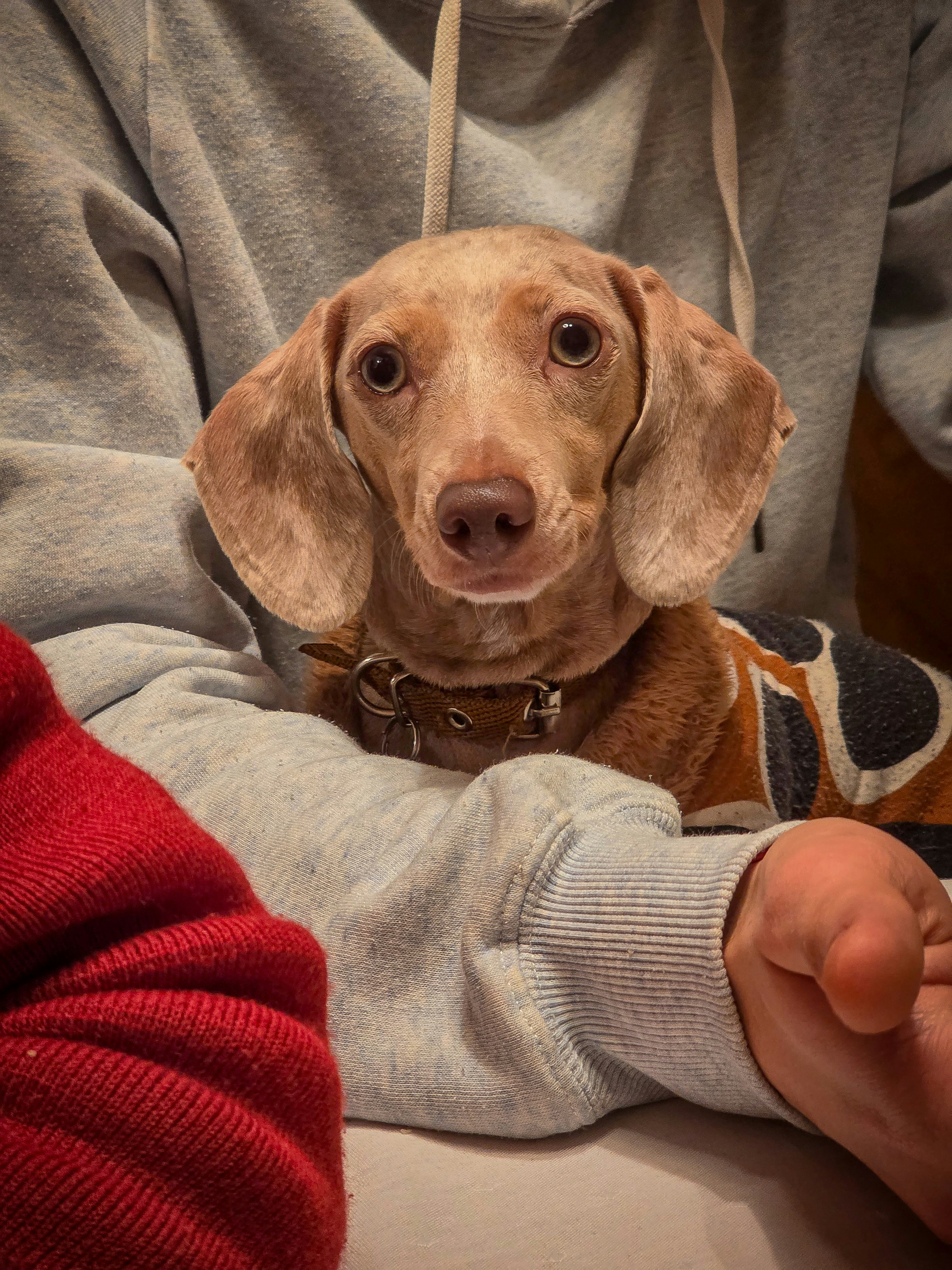 Amber Ears and Gentle Gaze: A Loyal Moment on the Couch