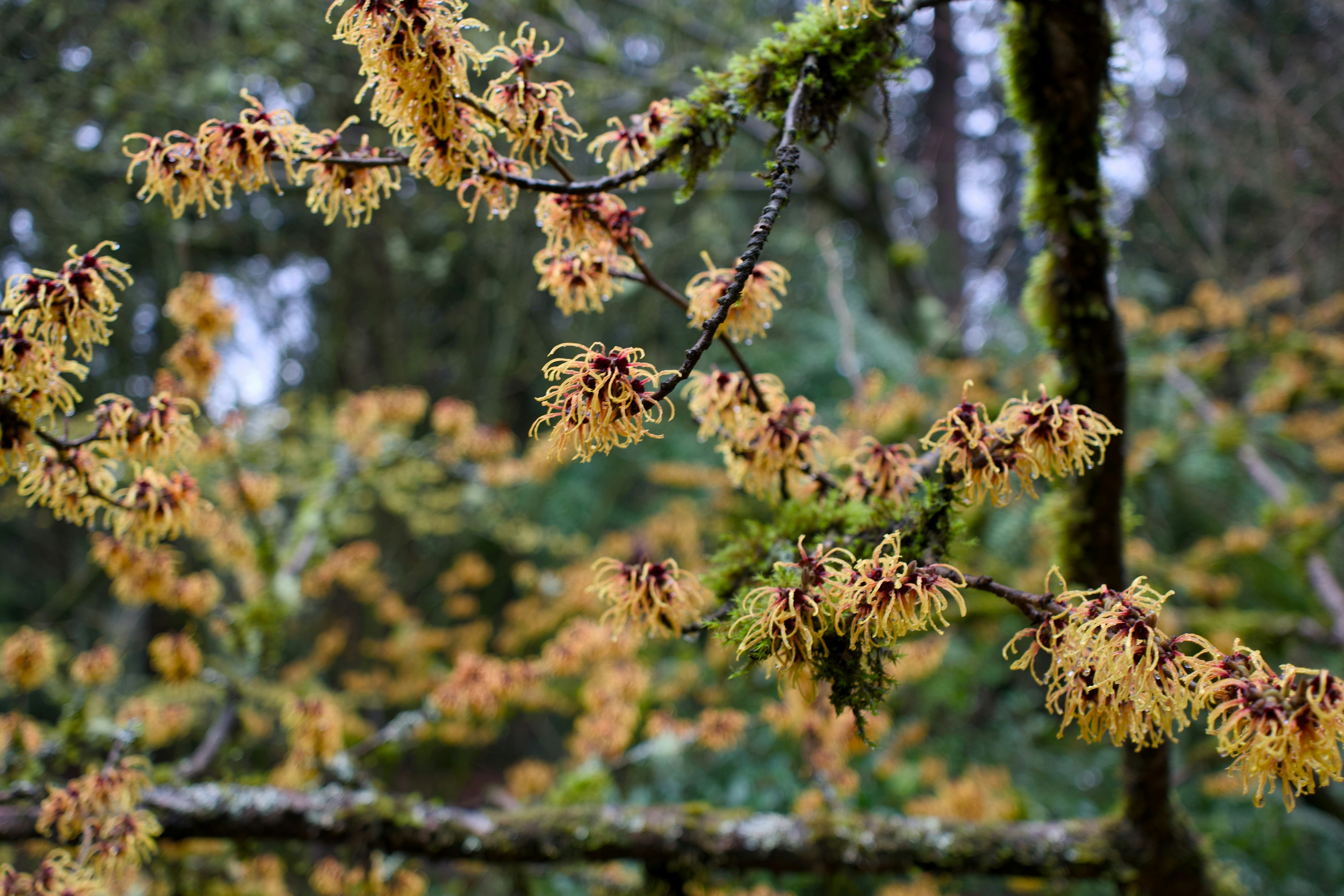 Mellow Autumn Borers: Fronds of Golden Catkins in a Quiet Forest