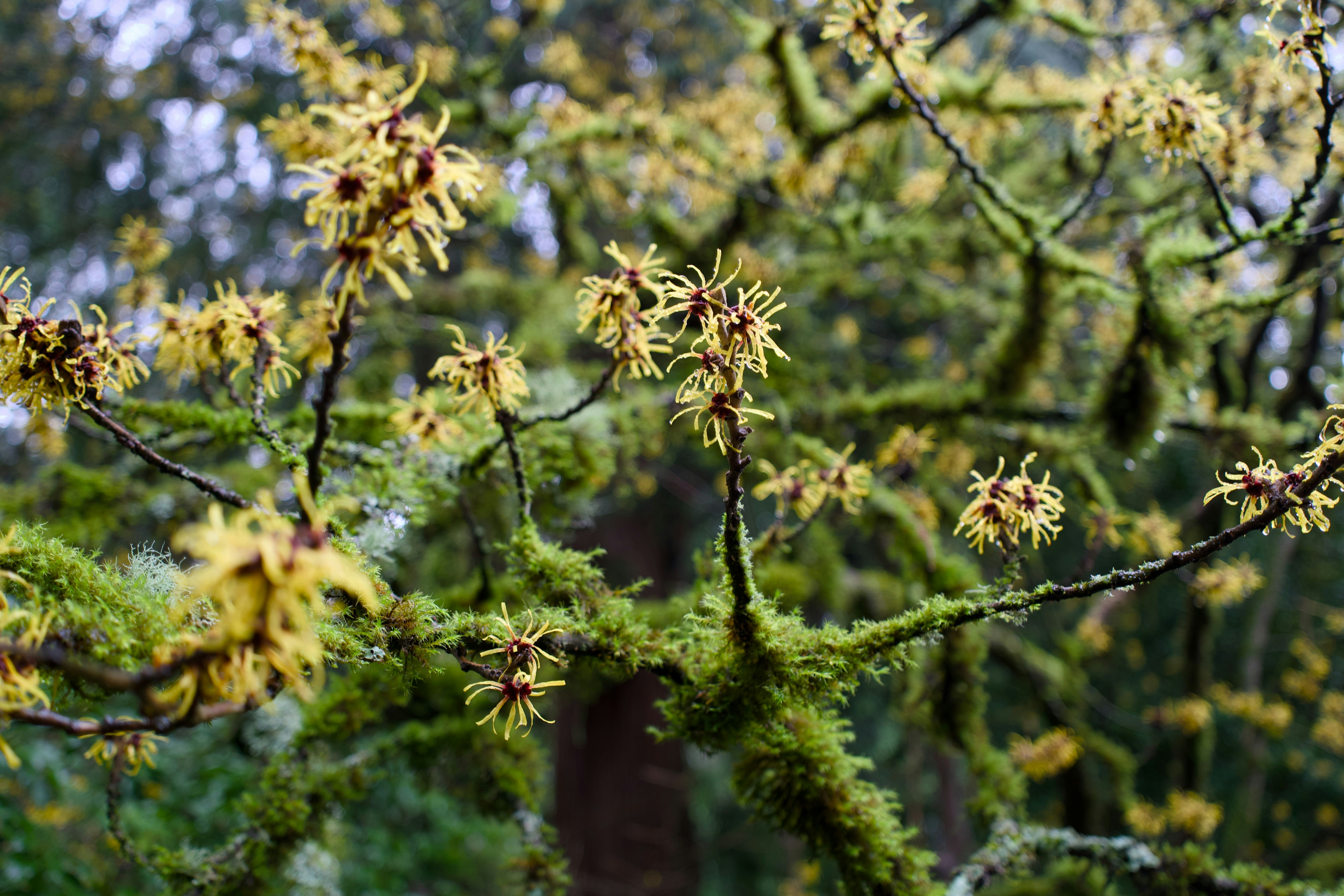 Moonlit Moss and Yellow Starflowers on a Forest Branch