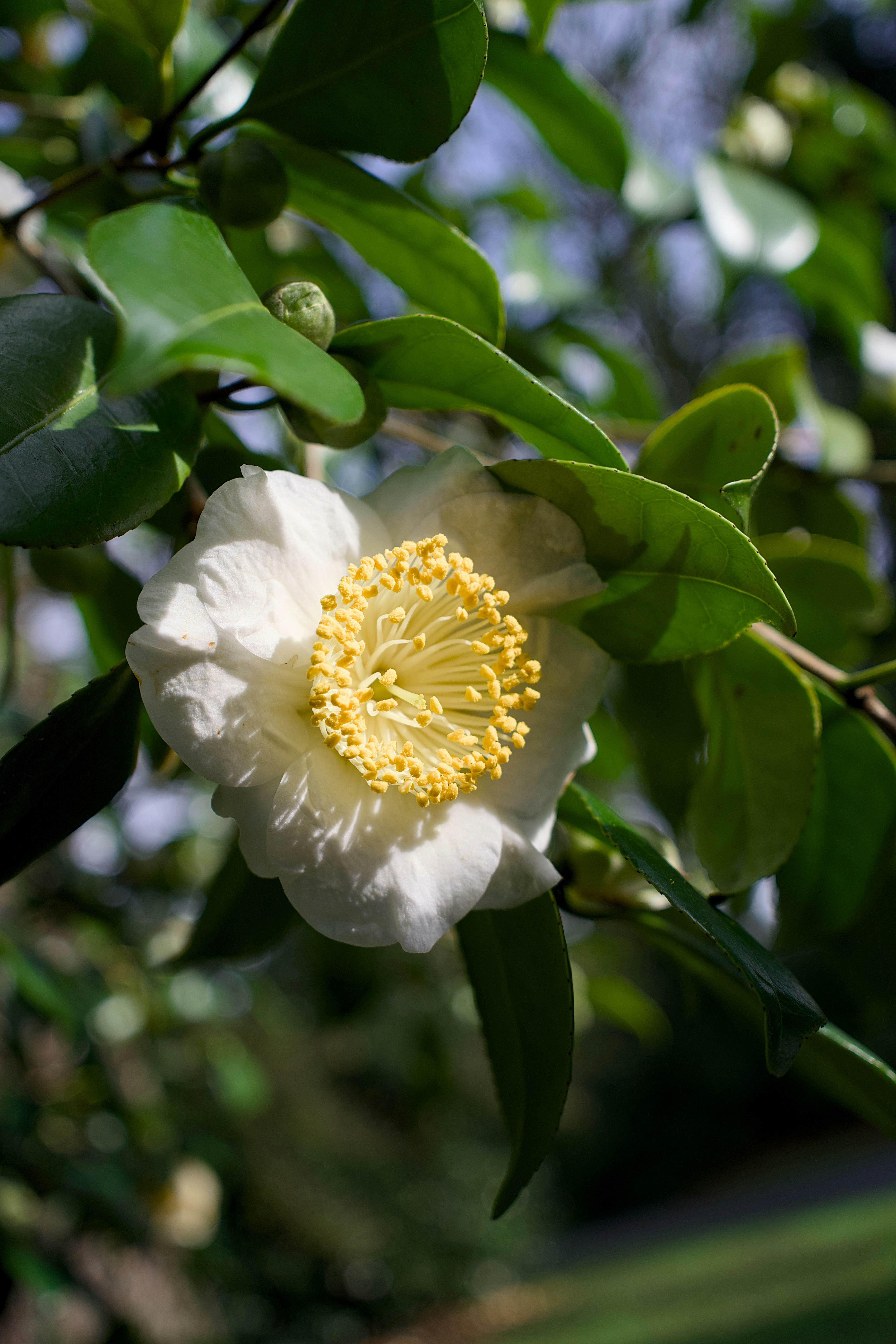 Golden Center: A White Camellia in Sunlit Green