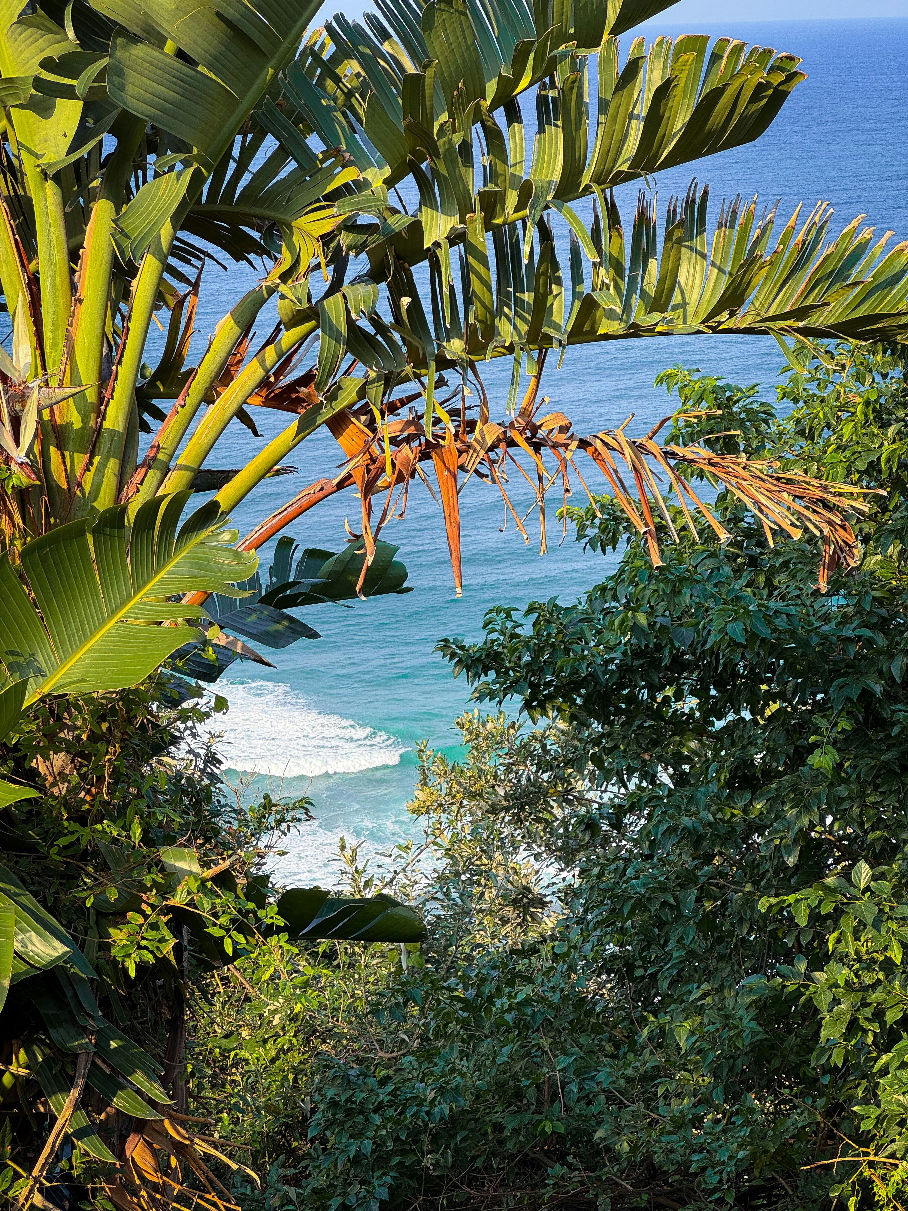 Framed Ocean Vista Through Tropical Fronds