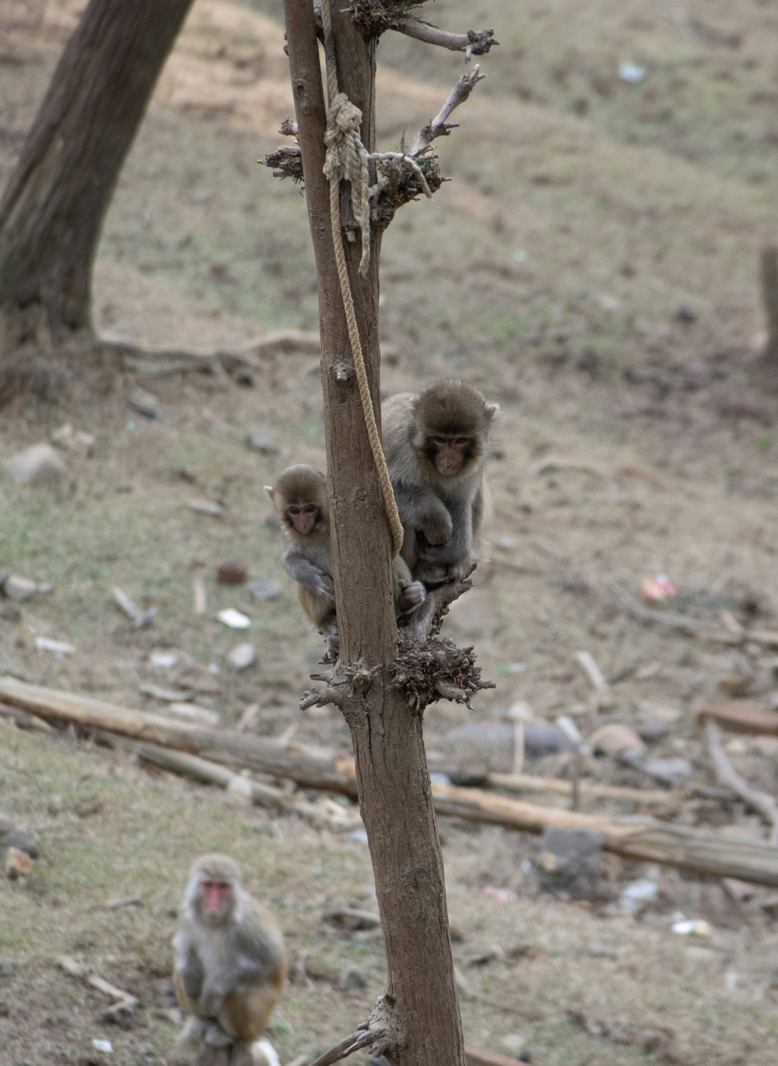 Primates at Ground Level: A Trio of Monkeys on a Bare Tree