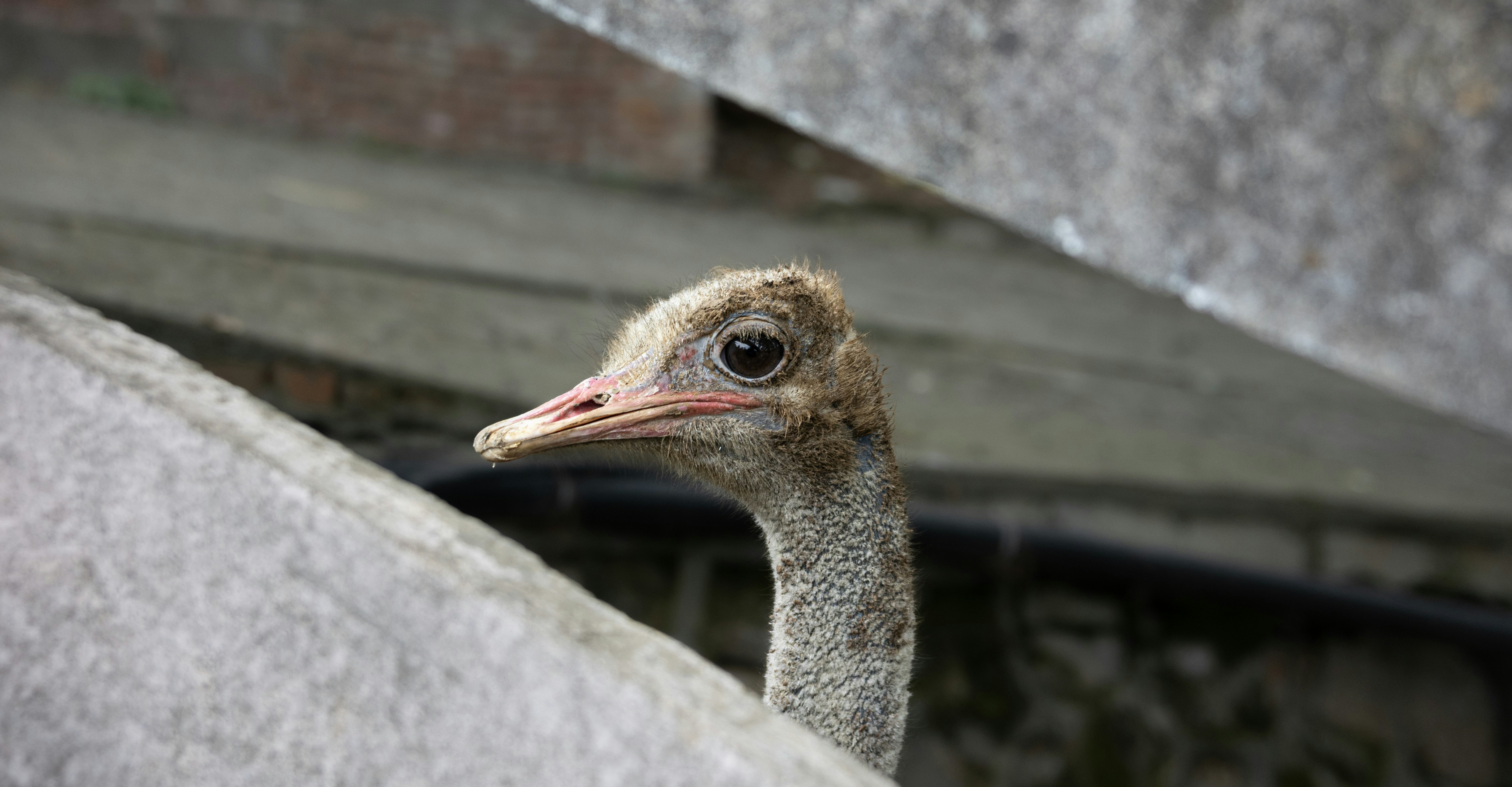Curious Neck Between Stones: An Ostrich Chick Sticks Its Head From a Crevice