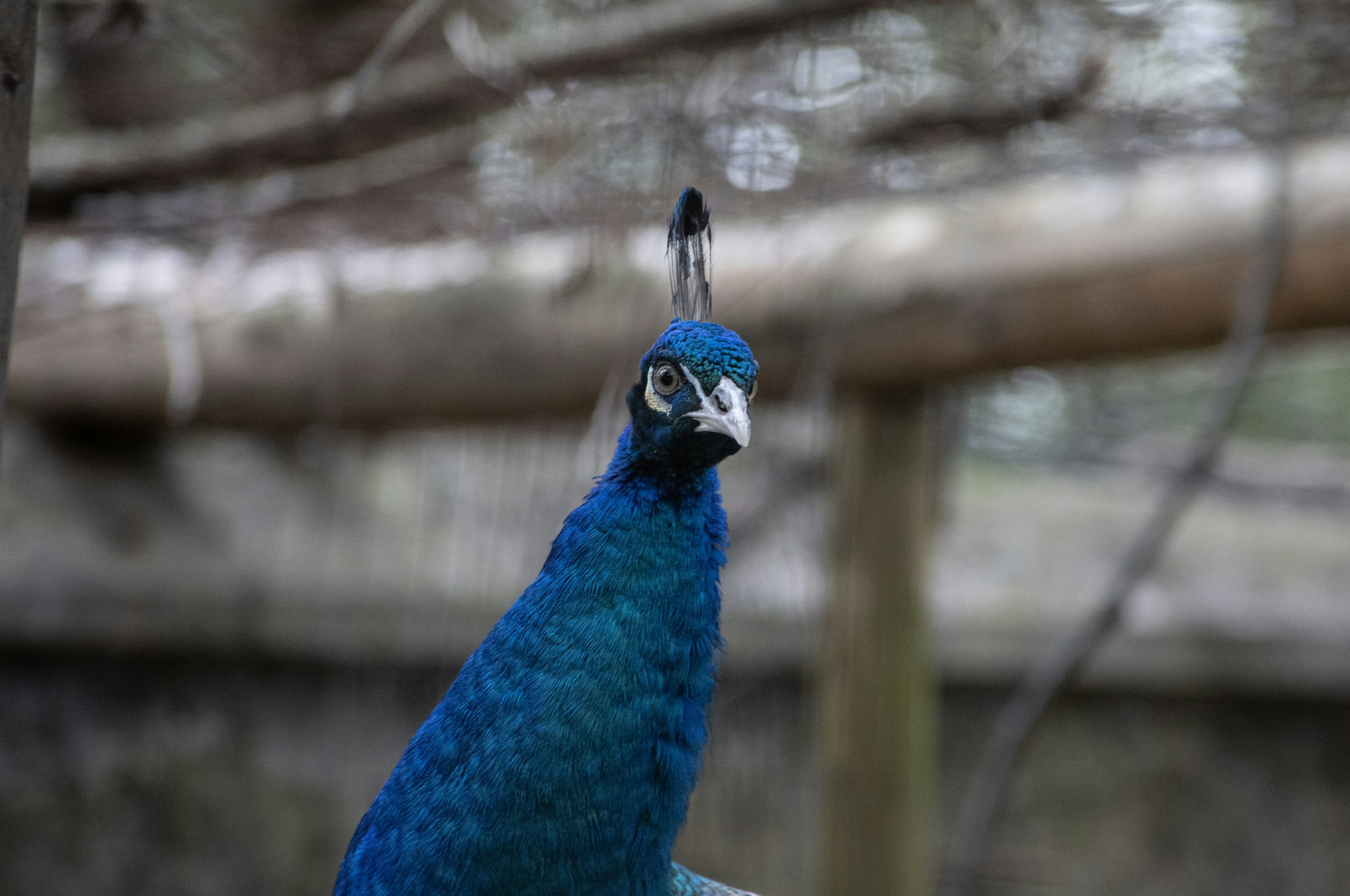 Royal Blue Gaze: Close-Up of a Peafowl in Focus
