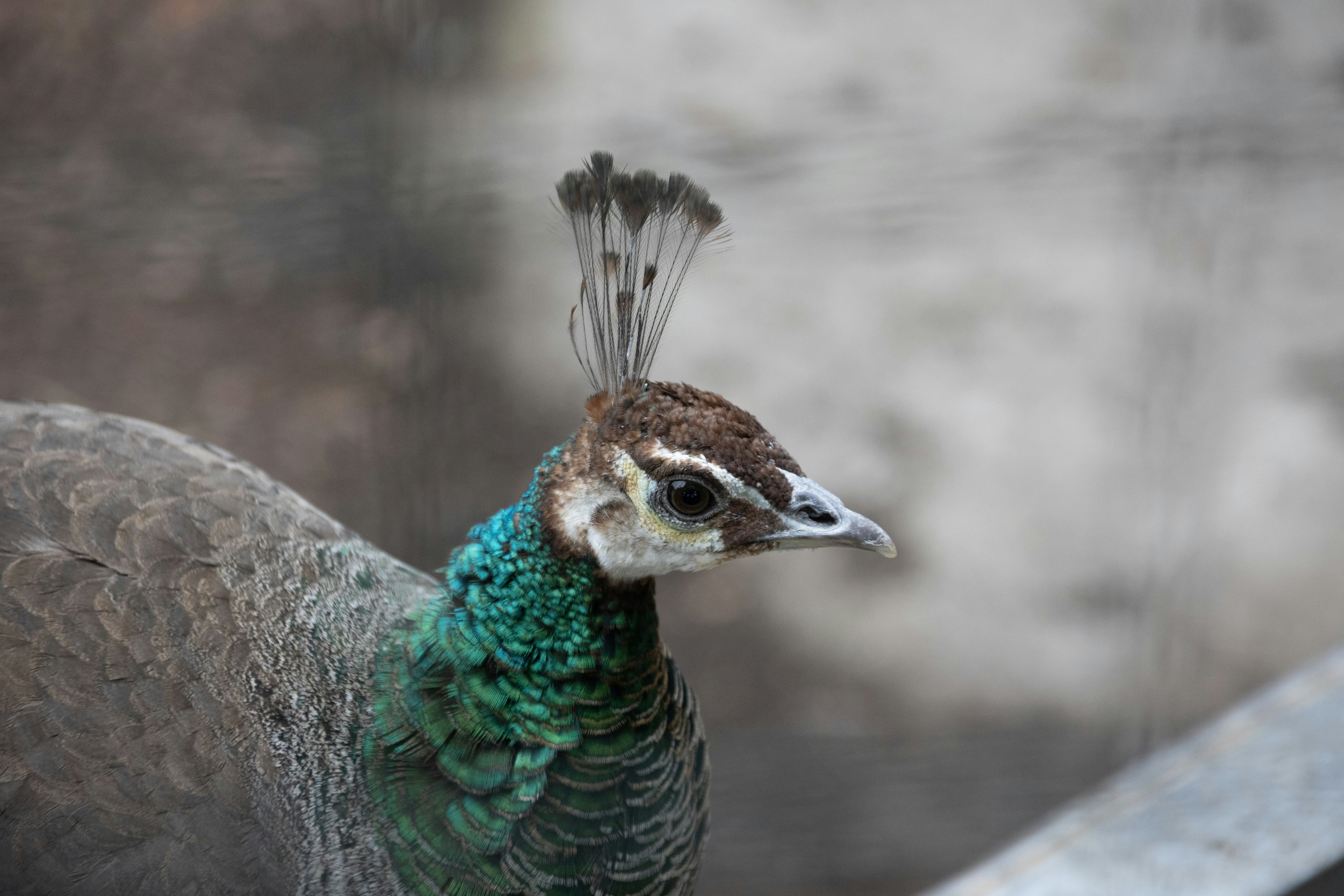 Emerald Crest: a peacock's head in closeup with textured plumage