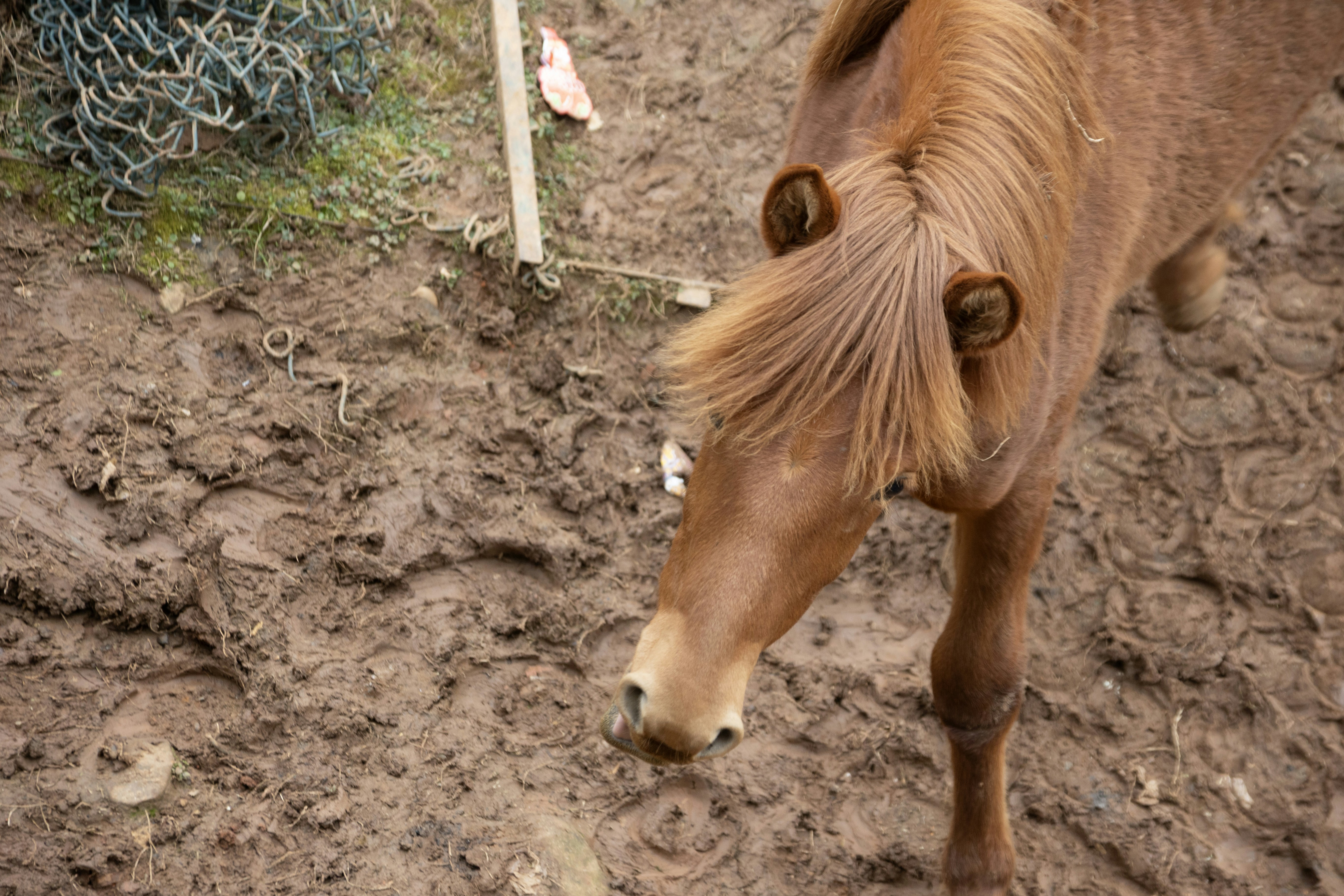 Hushed Grazing: Close-Up of a Curious Horse