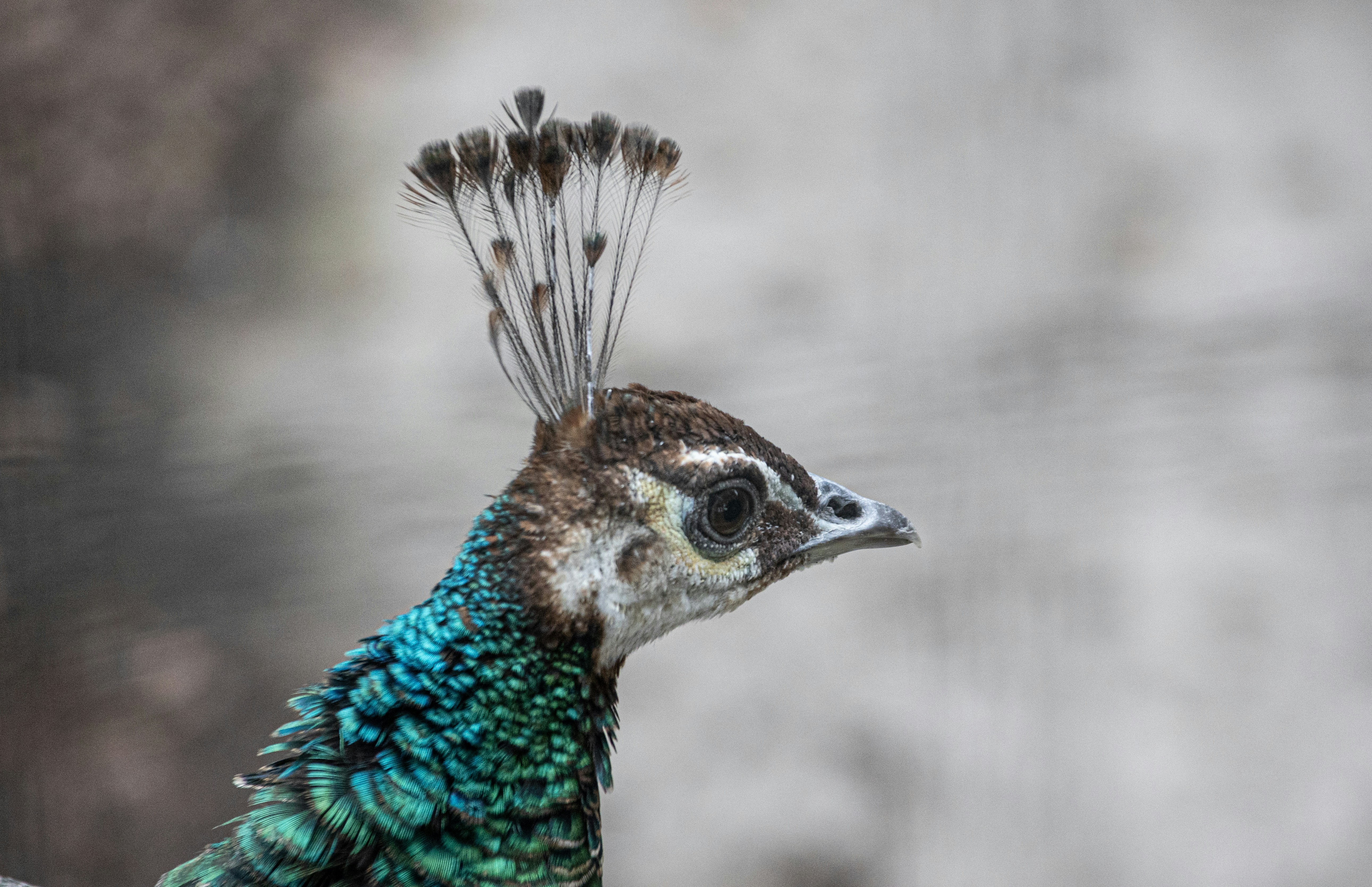 Emerald Crest: A Peacock's Gaze and Crown of Feathers