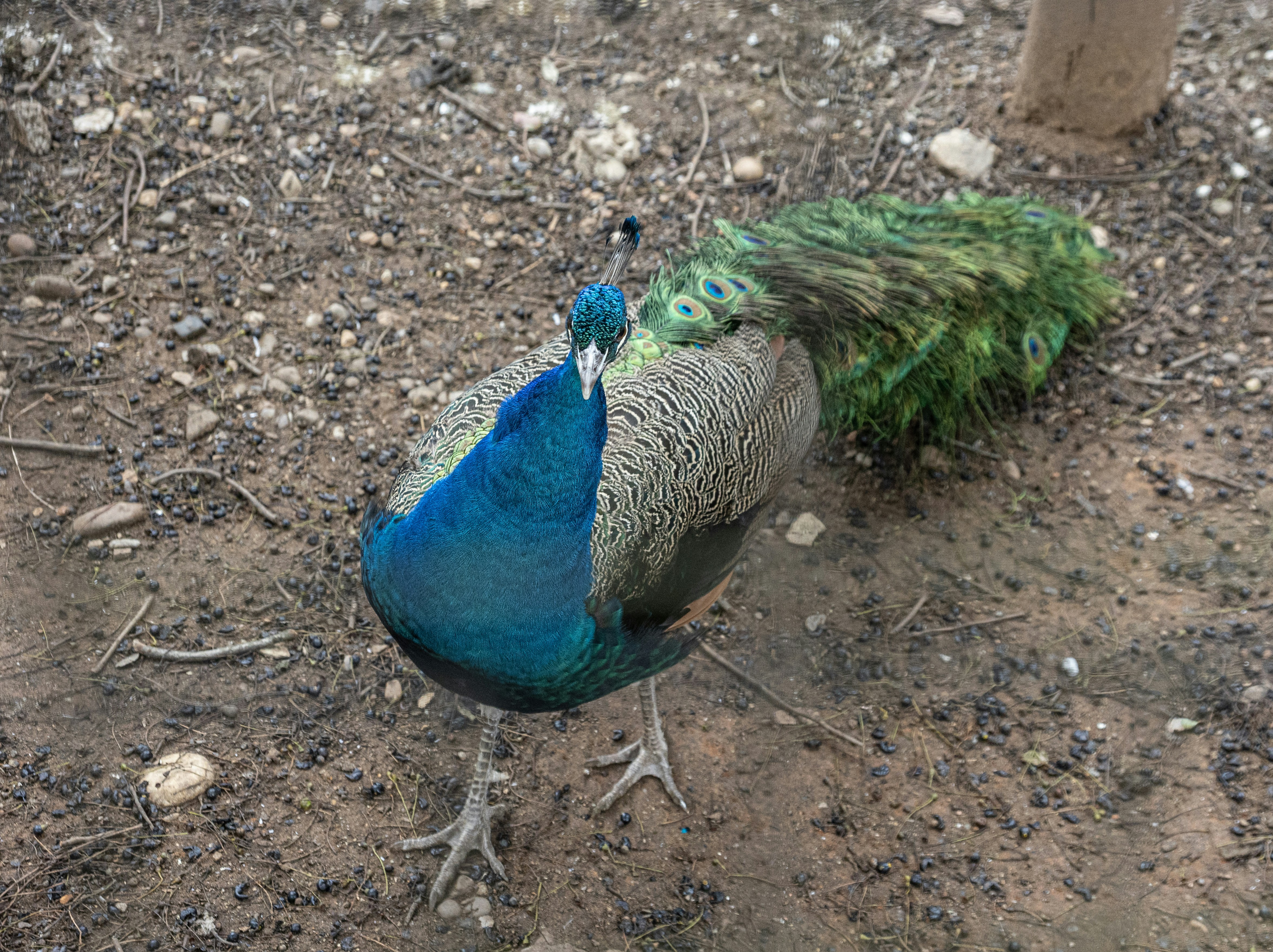 Emerald Crest: A Peacock Stages a Direct Gaze on Parched Ground