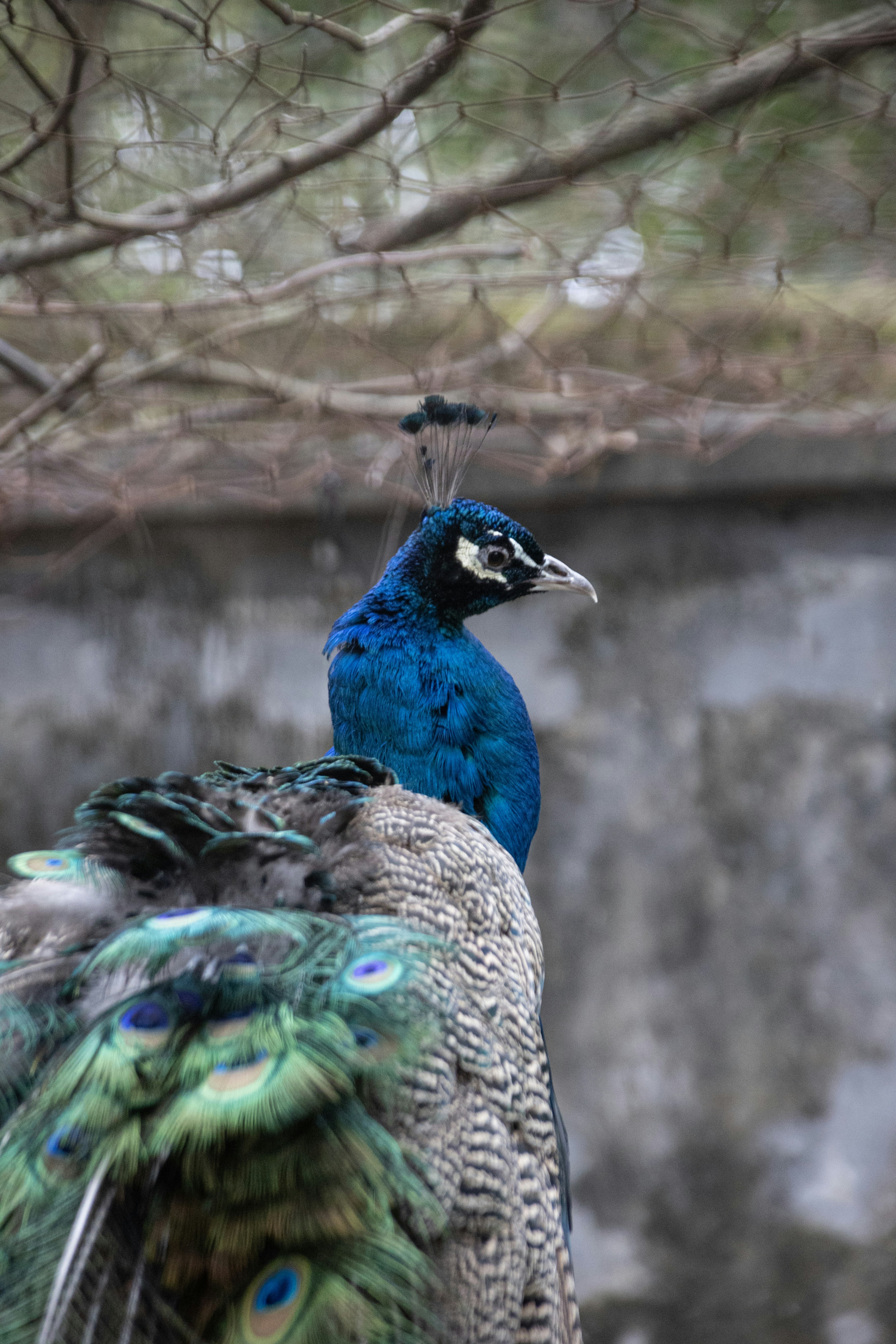 Azure Crown: Portrait of a Peacock Amid Foliage