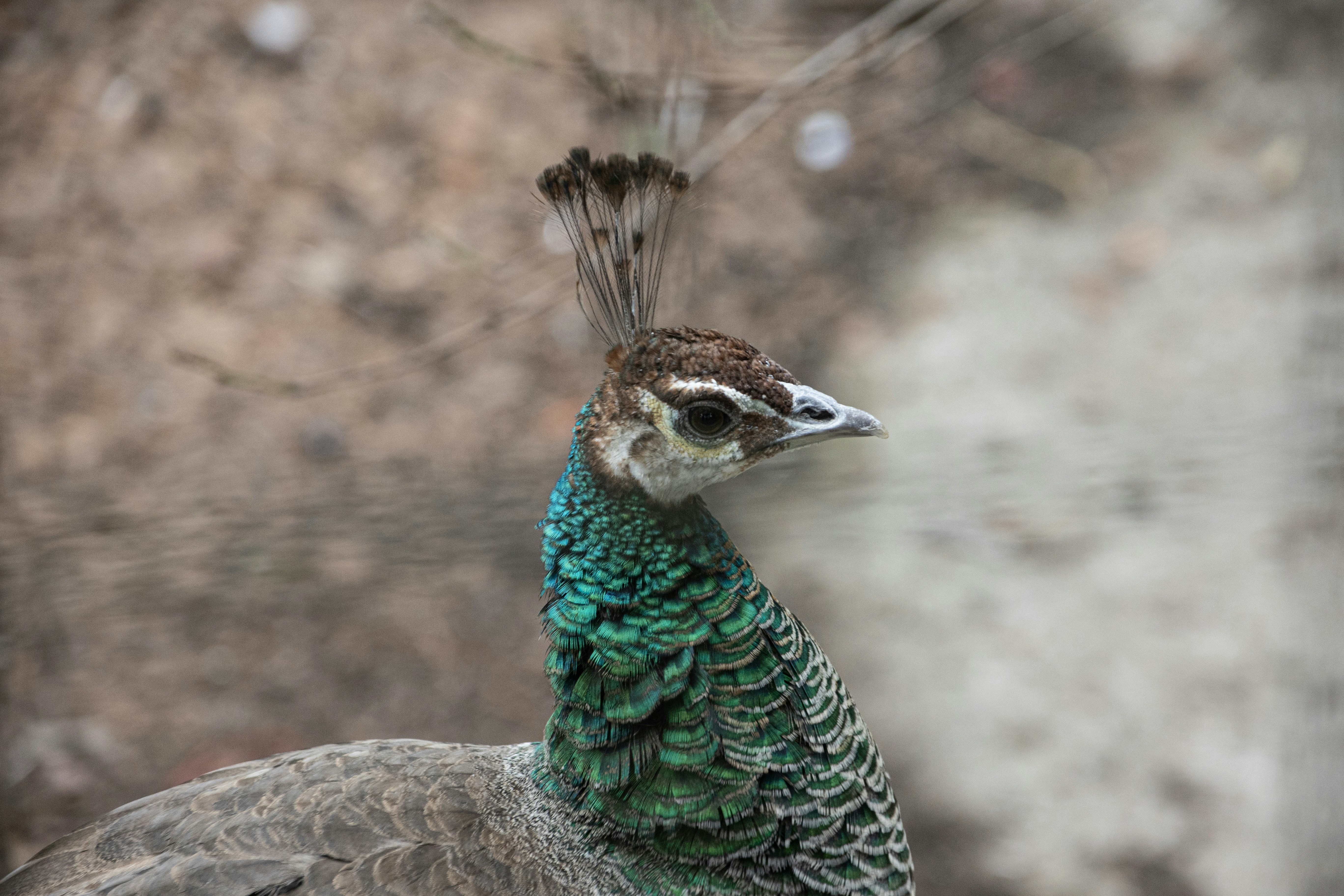 Emerald Crest: A Close-Up Portrait of a Peacock in Profile