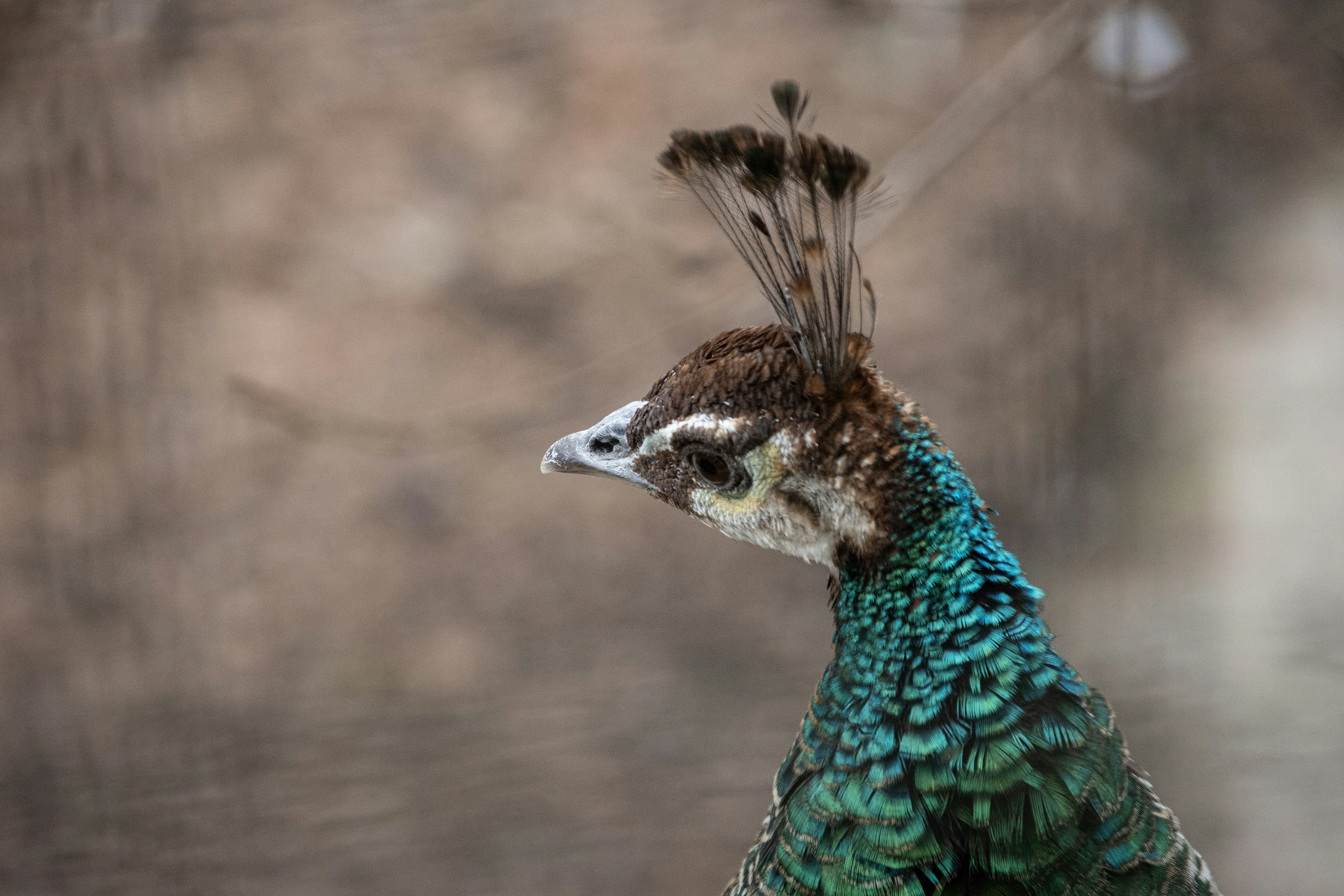 Emerald Crest: Profile of a Peacock in Quiet Focus
