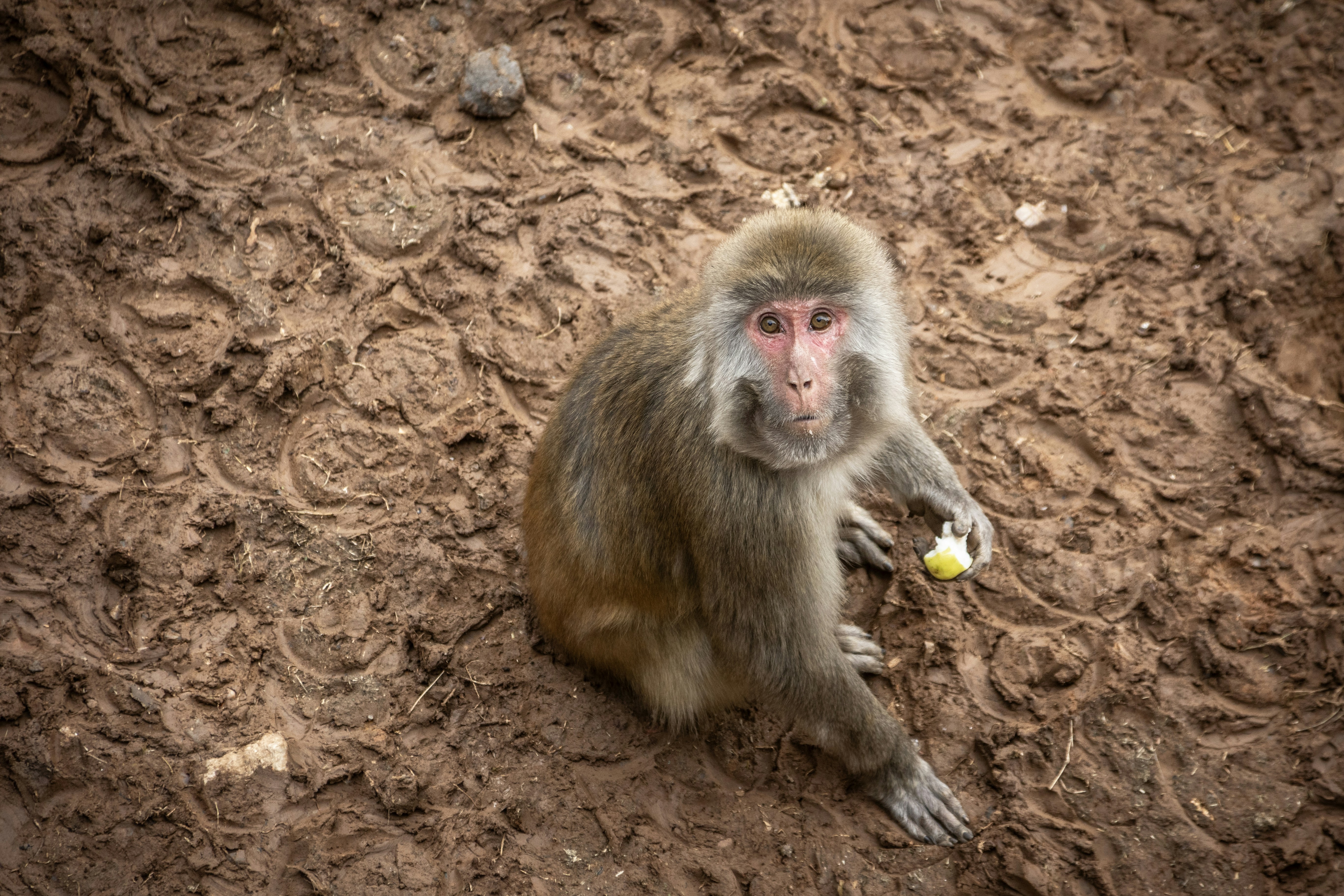 Curious Vagrant: A Look from Above at a Little Monkey on Earth