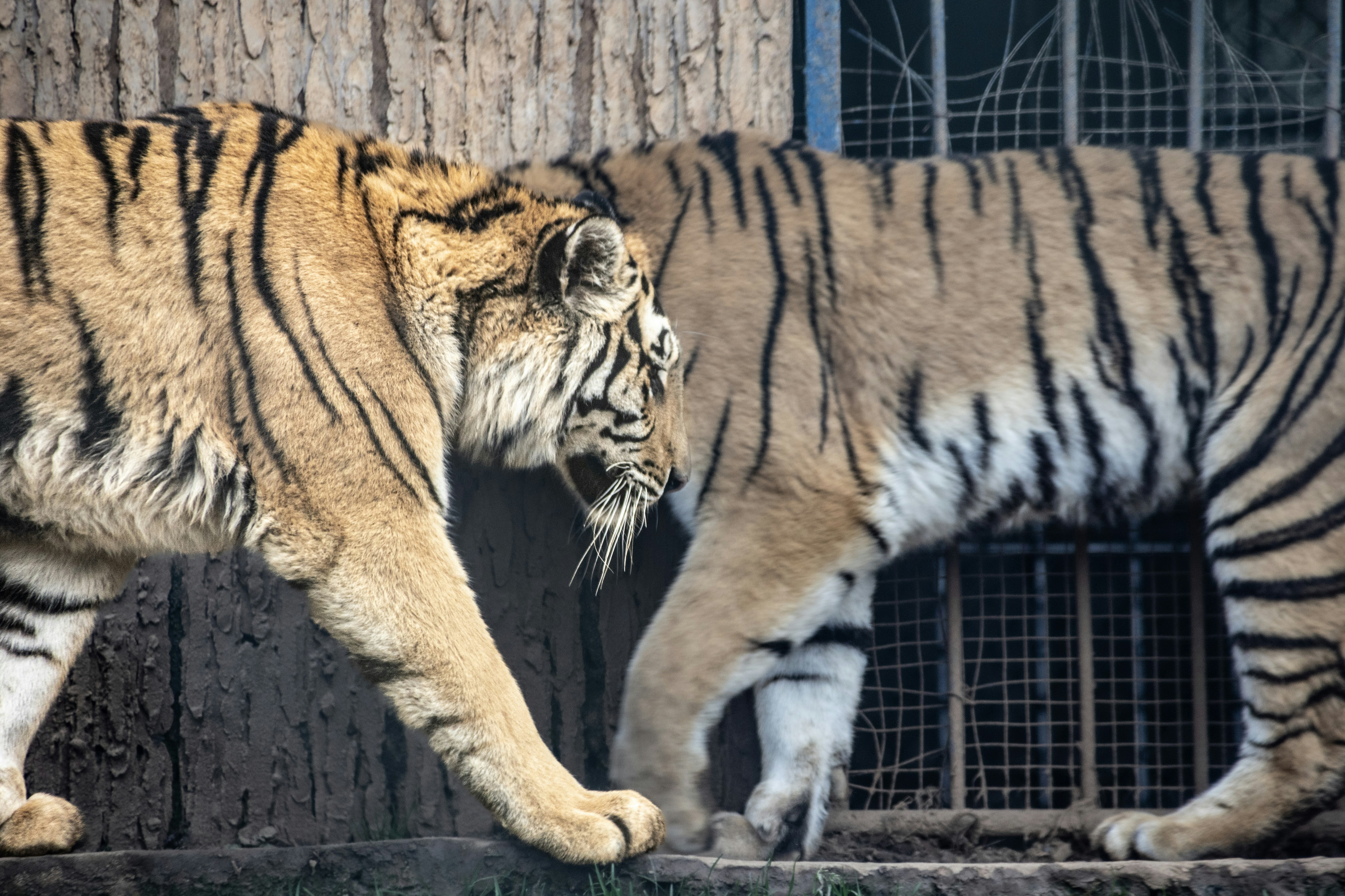 Curled in Shadow: A Tiger's Quiet Moment by the Enclosure Door