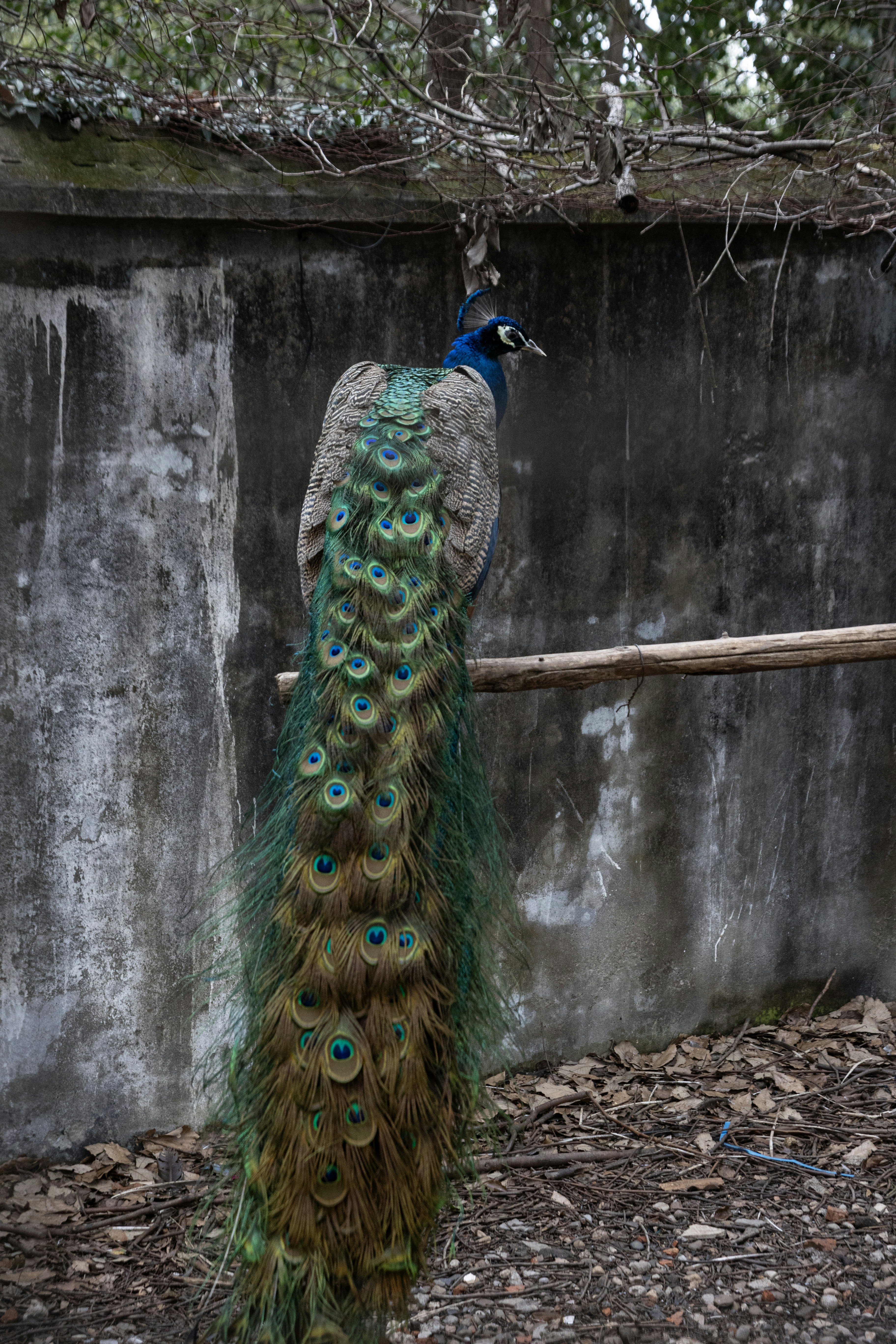 Emerald Crest: A Peacock’s Post at the Wall