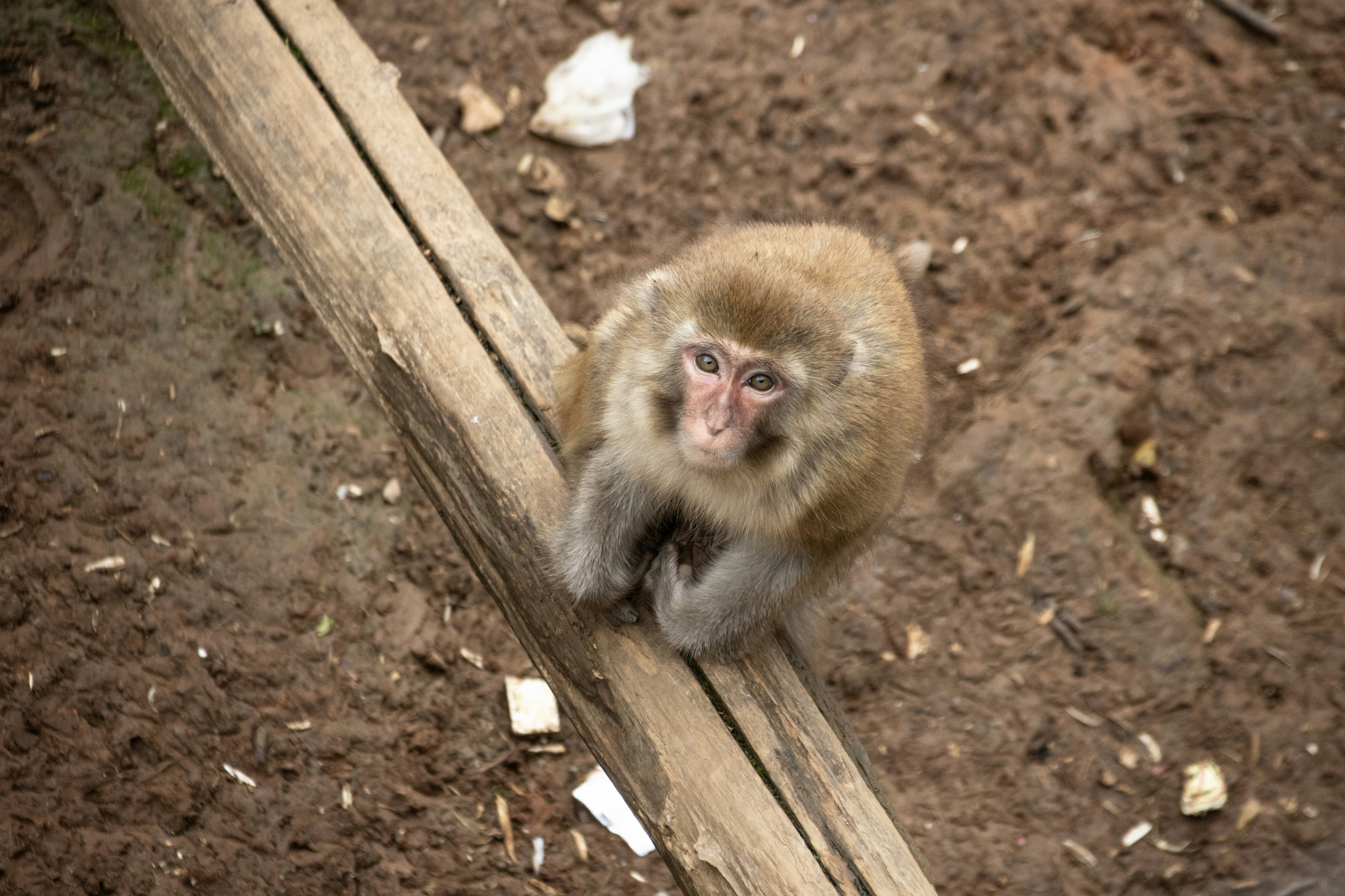 Curious Monkey on a Wooden Beam