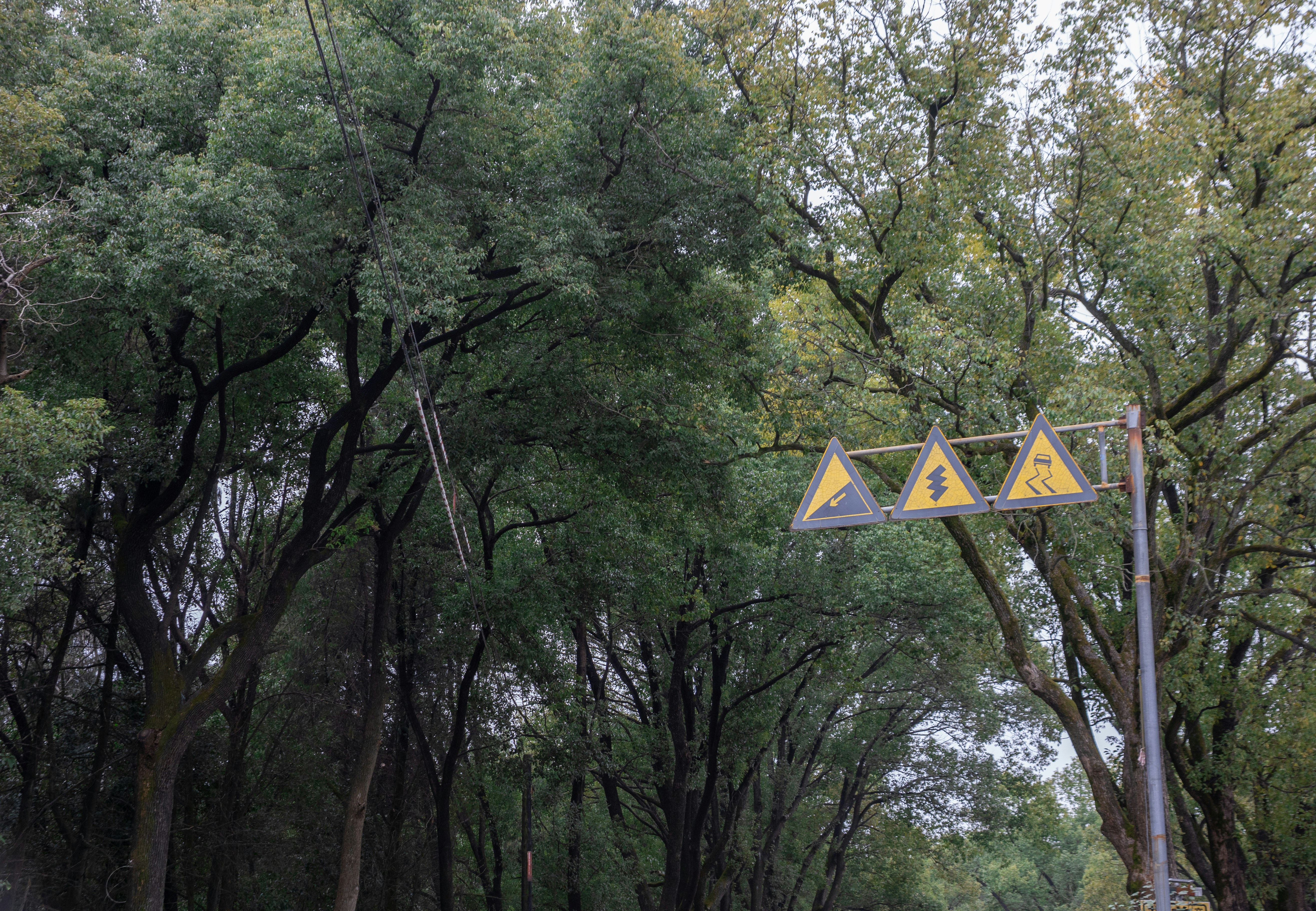 Concerted caution: a trio of warning signs under a canopy of green