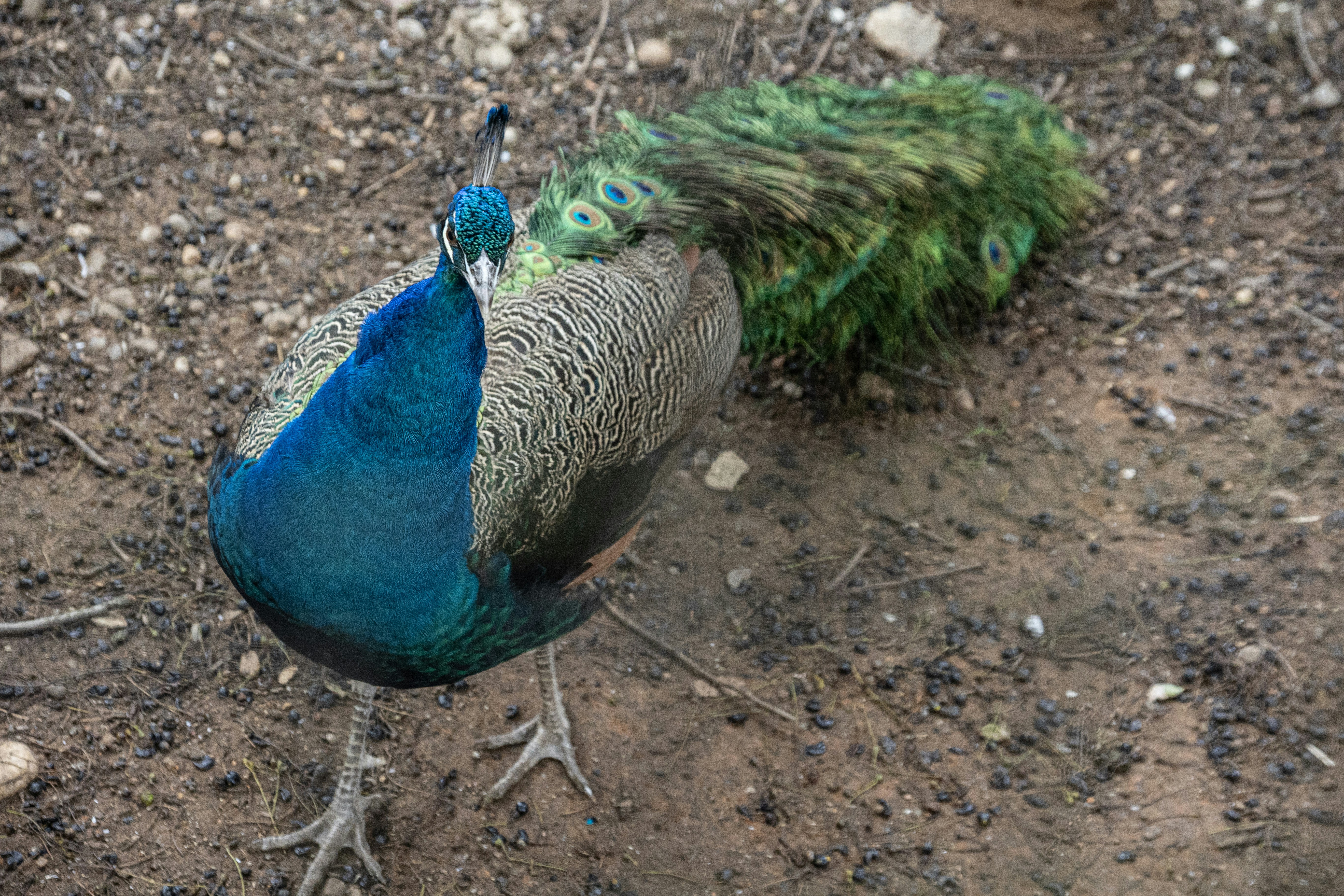 Emerald Crest: A Peacock Strides with Dignity Across Earthen Ground