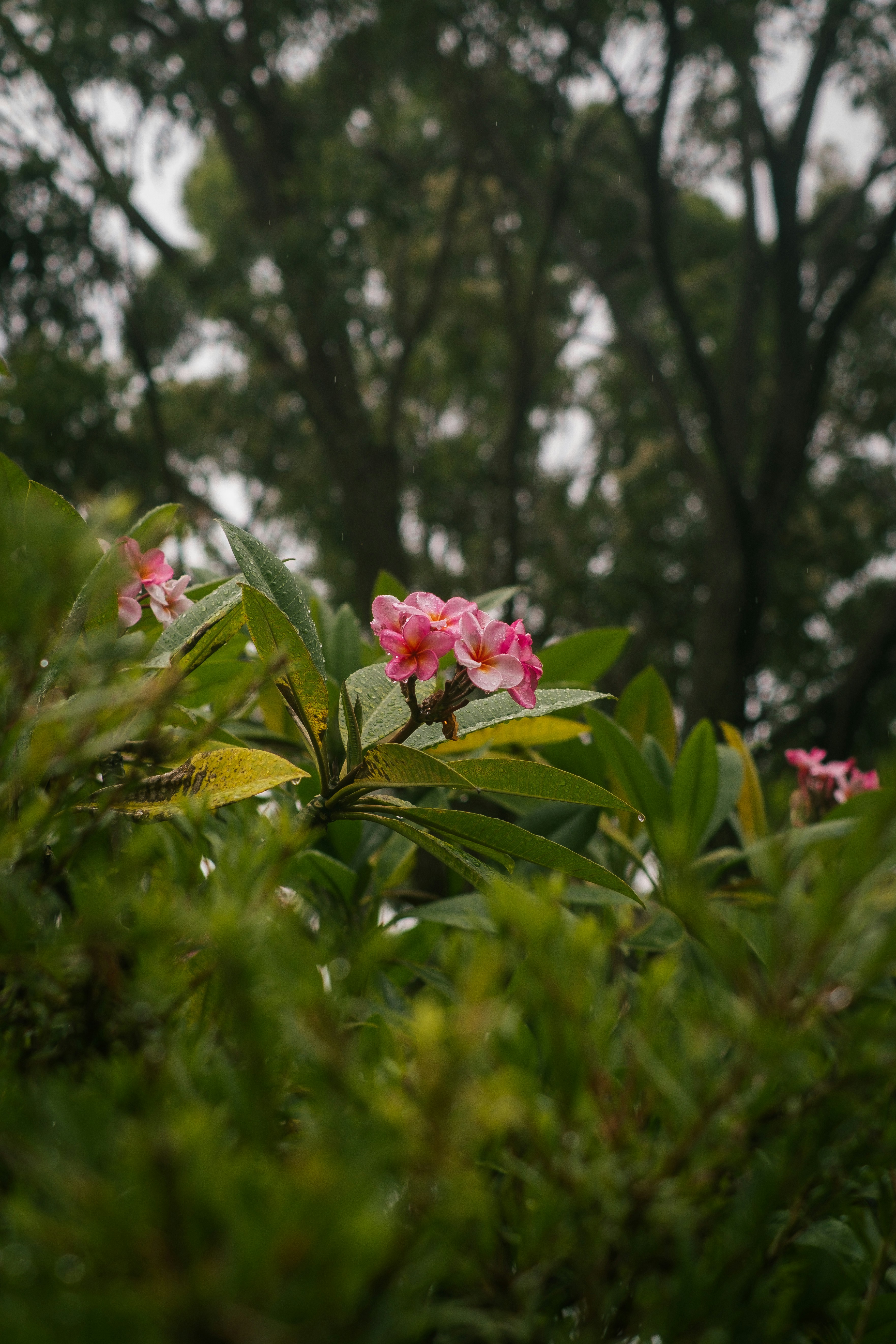 Pink blossoms in a green hush