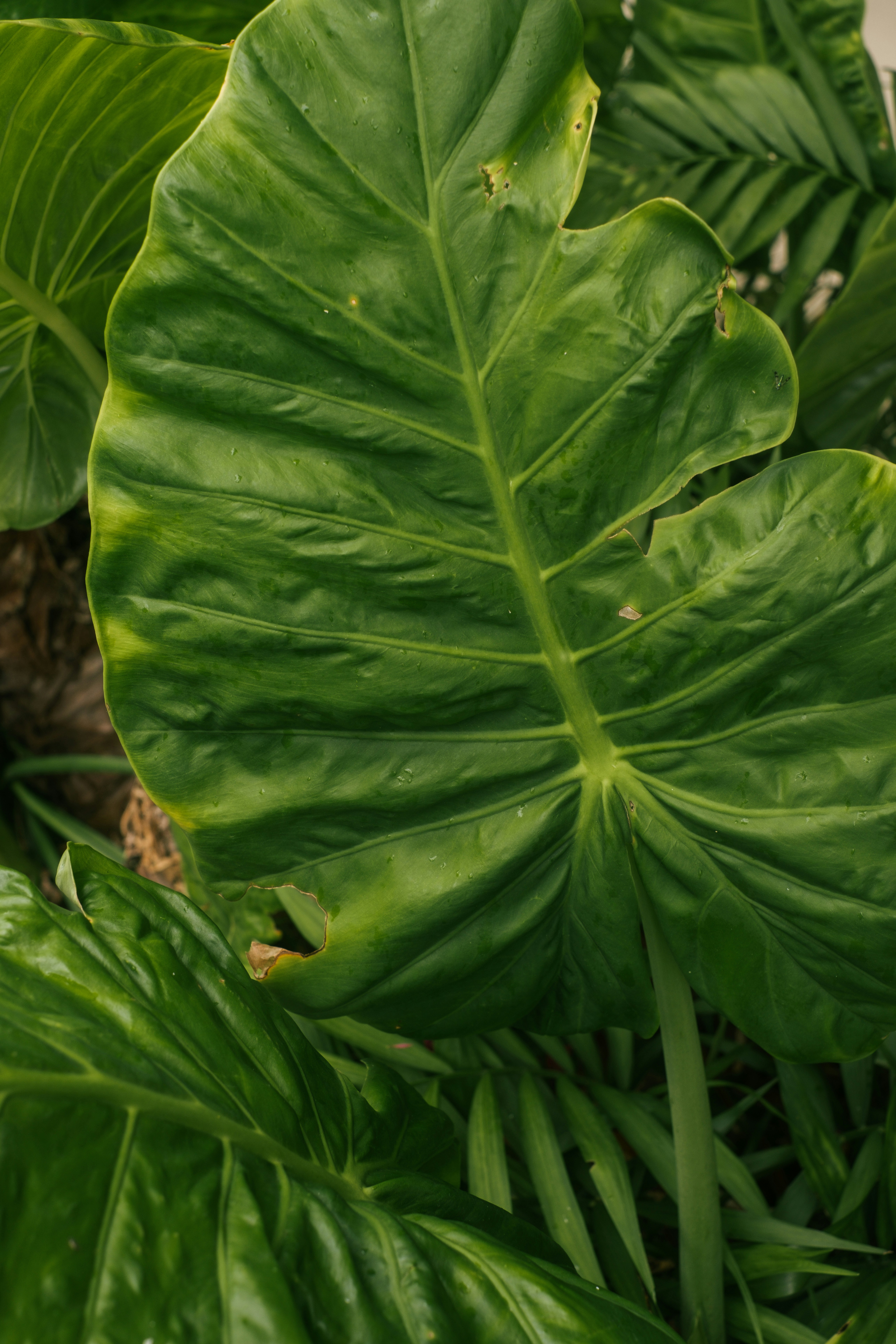Emerald Vein: Close-Up of a Tropical Leaf with Prominent Midrib