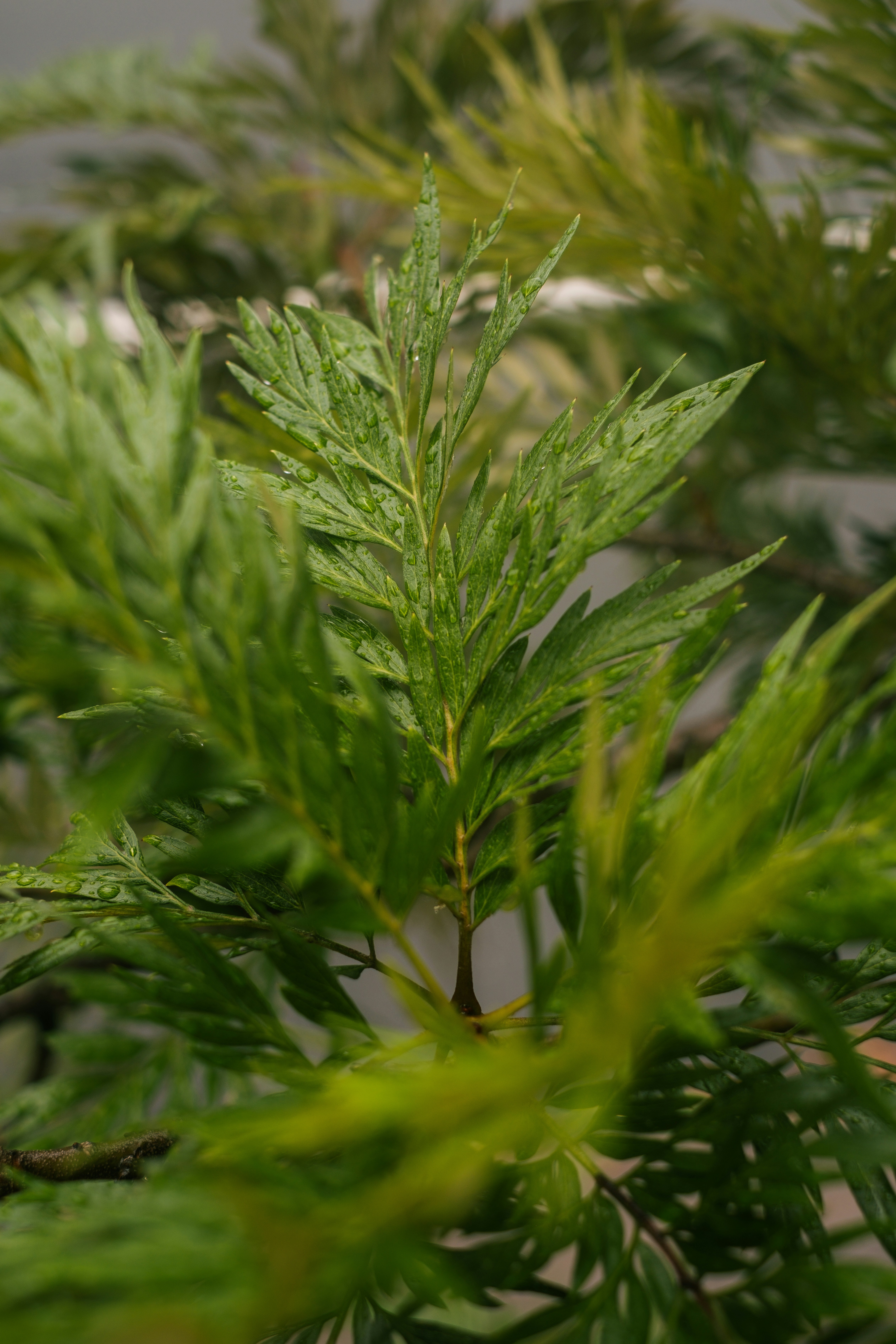 Green Cascade: Dew-kissed Evergreens in Soft Focus