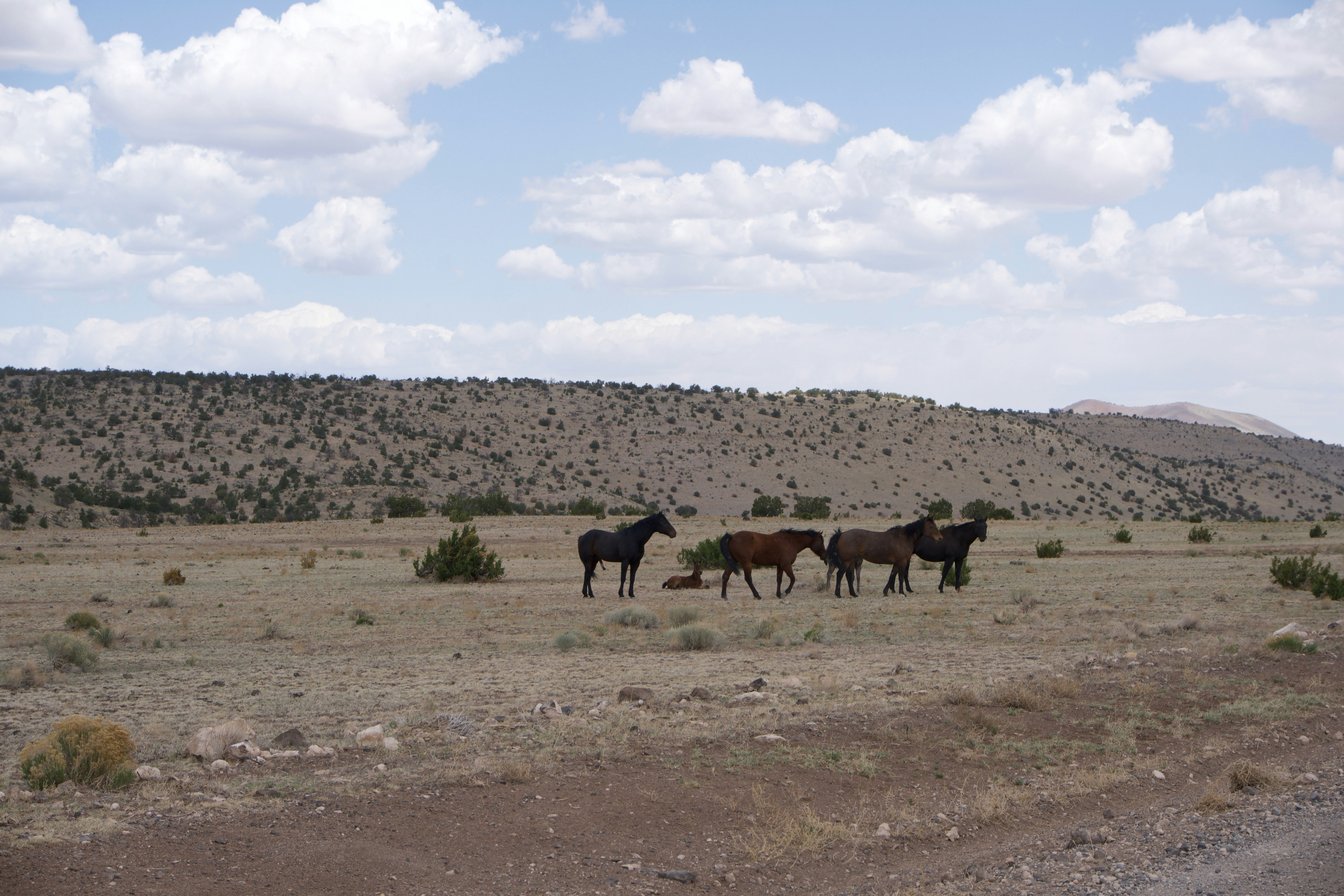 Herd of Horses on a Distant Plain under a Wide Sky
