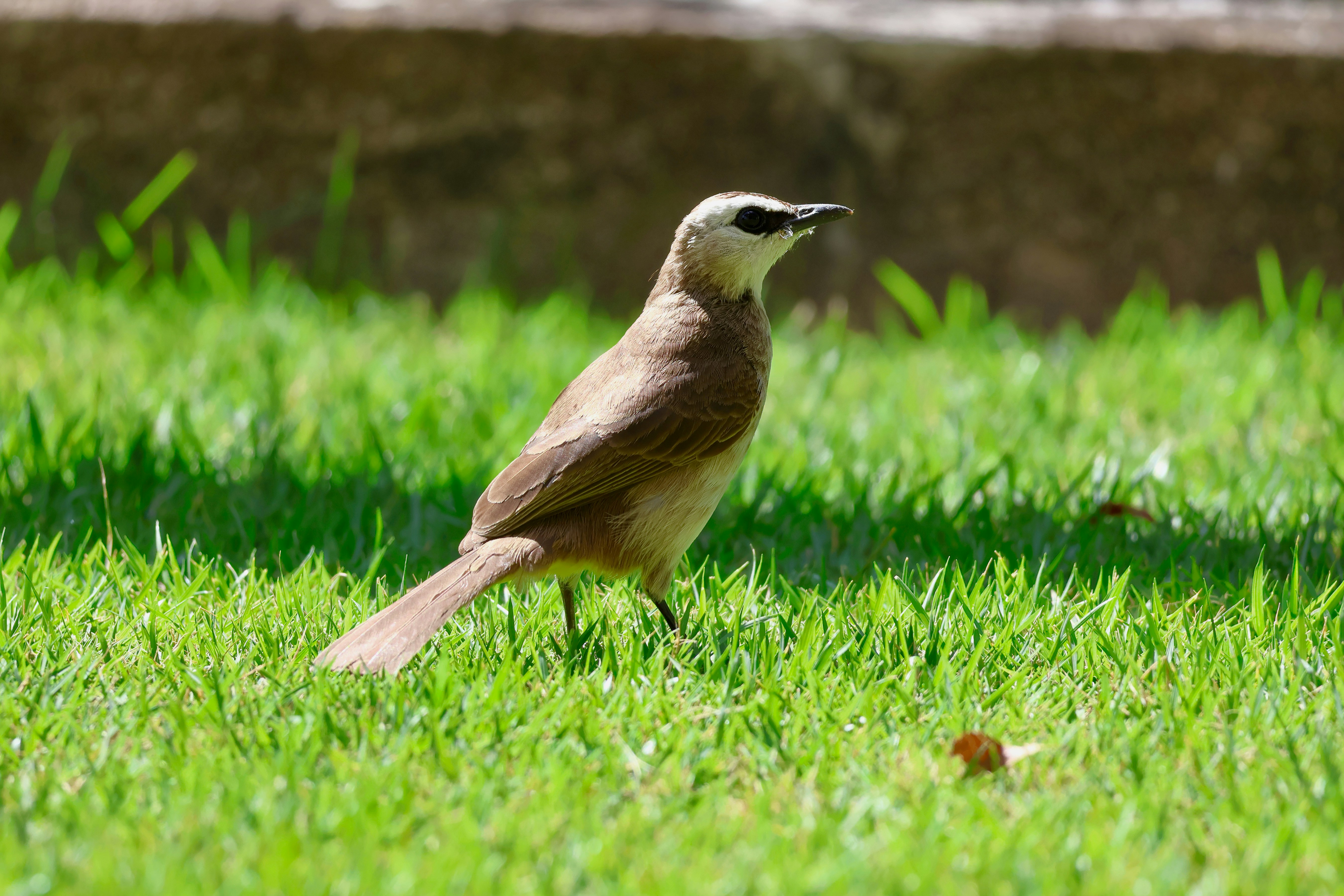 Grounded and Alert: A Songbird Surveys the Lawn