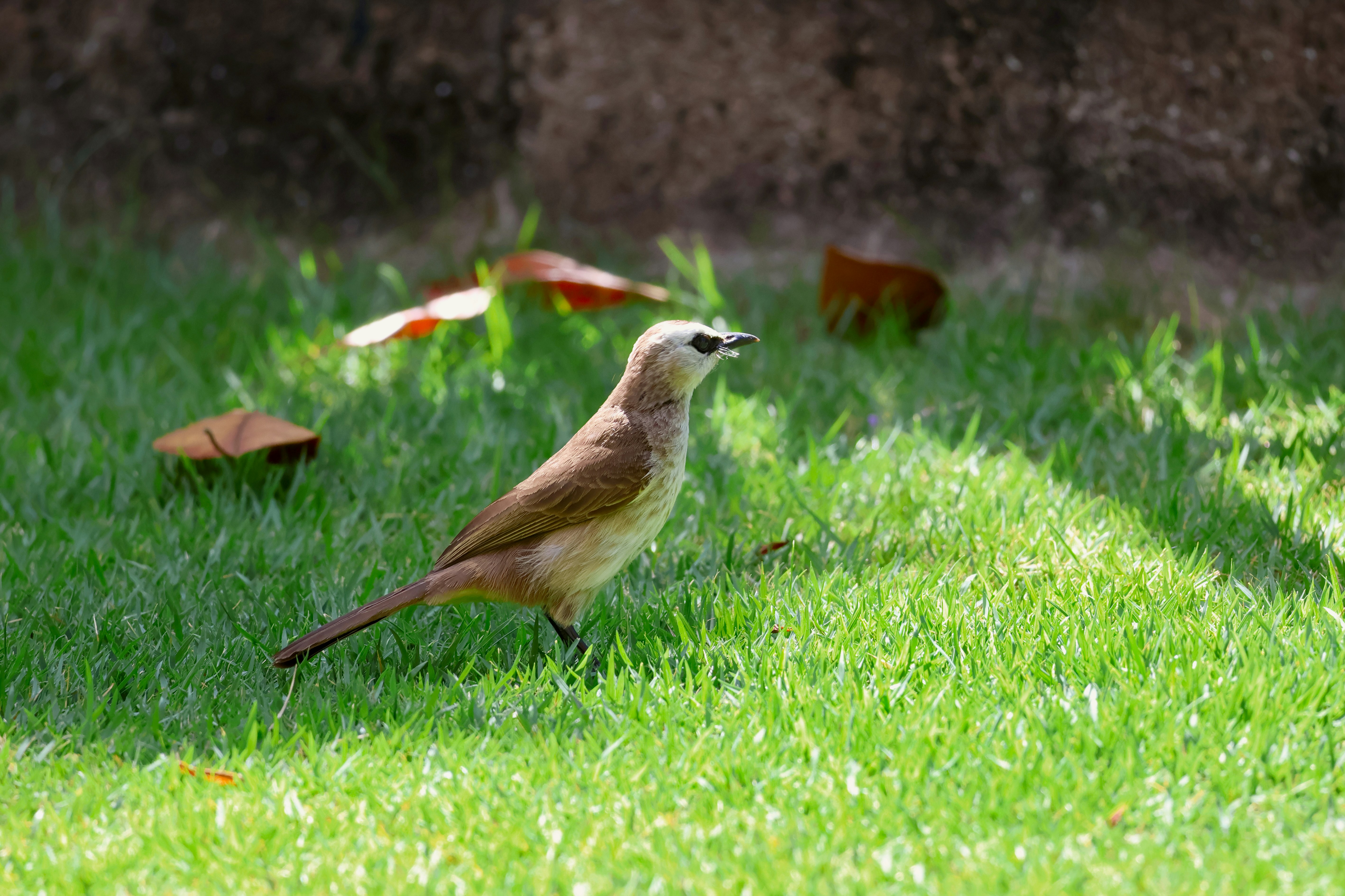 Lone Phylloscopus in a Sunlit Meadow