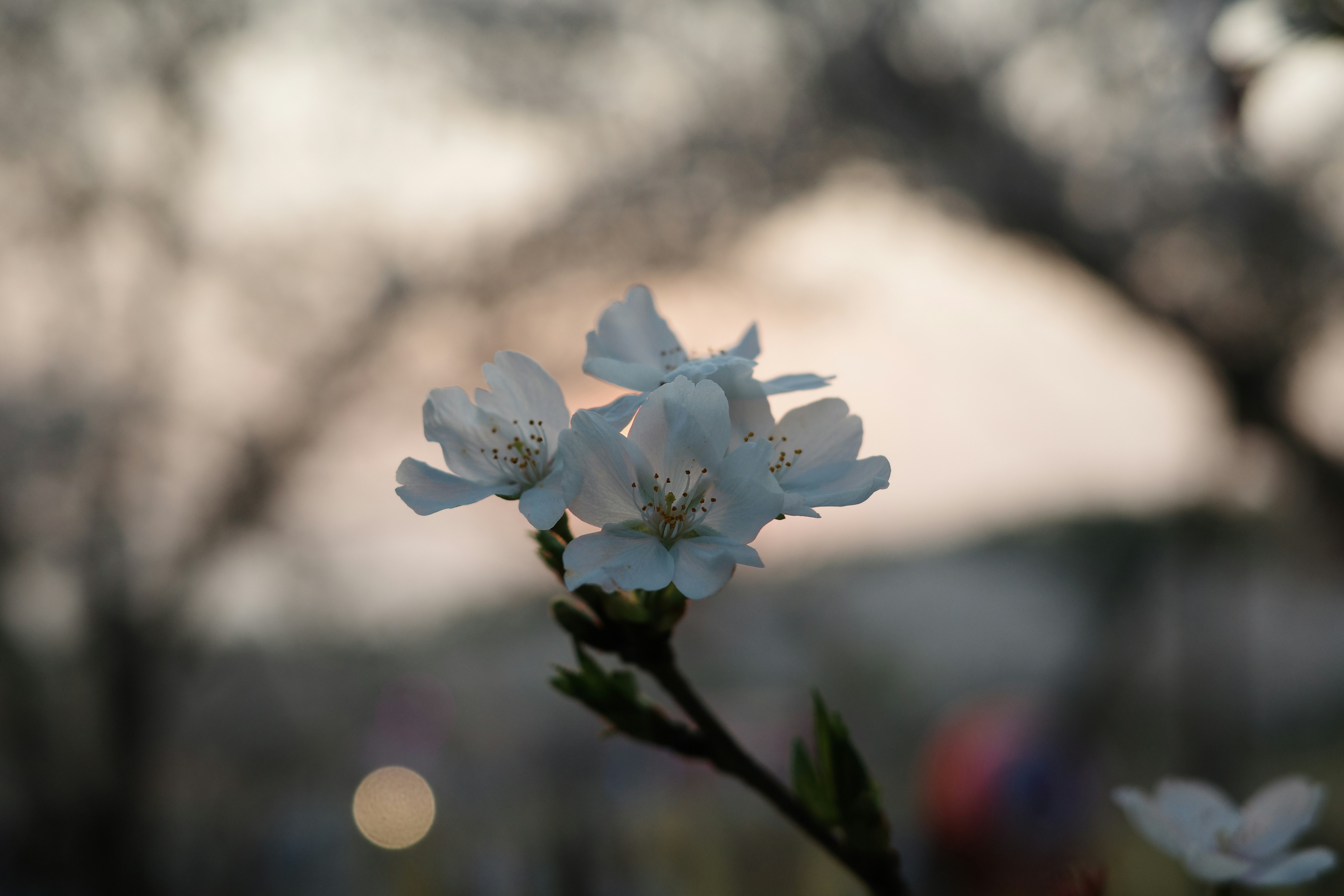 Blossom in Soft Evening Light