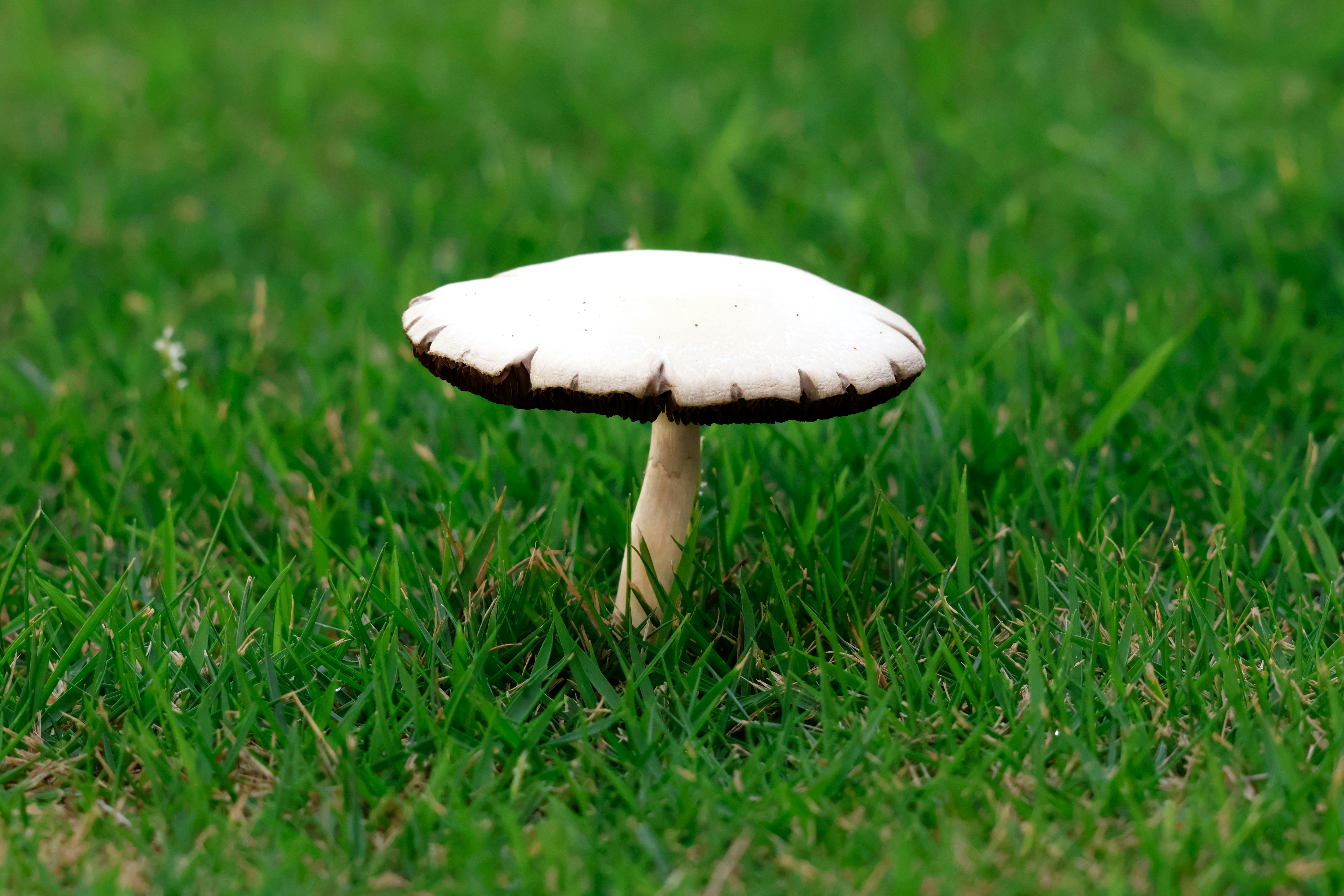  lone mushroom amid a velvet lawn