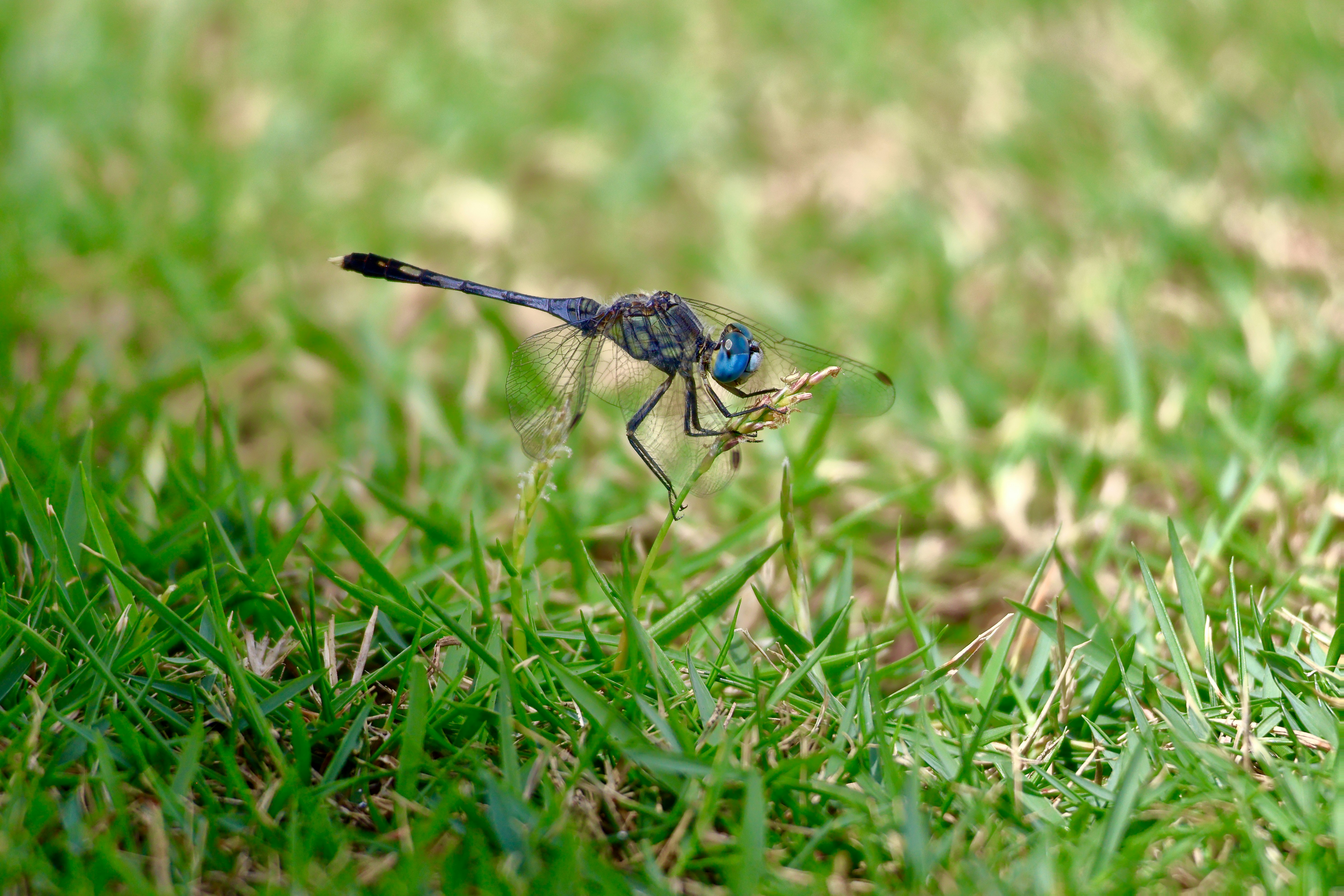 Azure-eyed Dragonfly at Ground Level