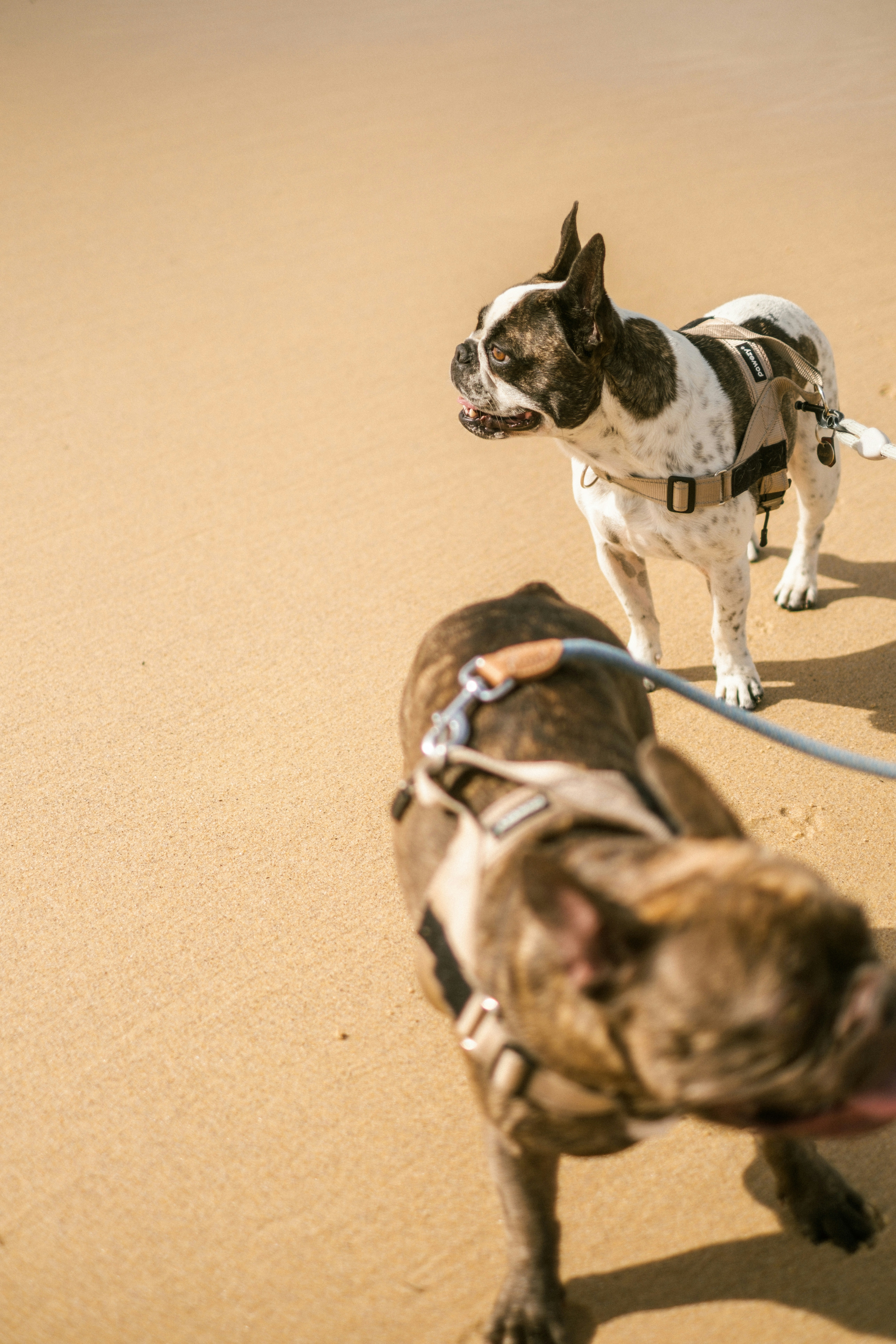 Leash Tango on Sunlit Sand