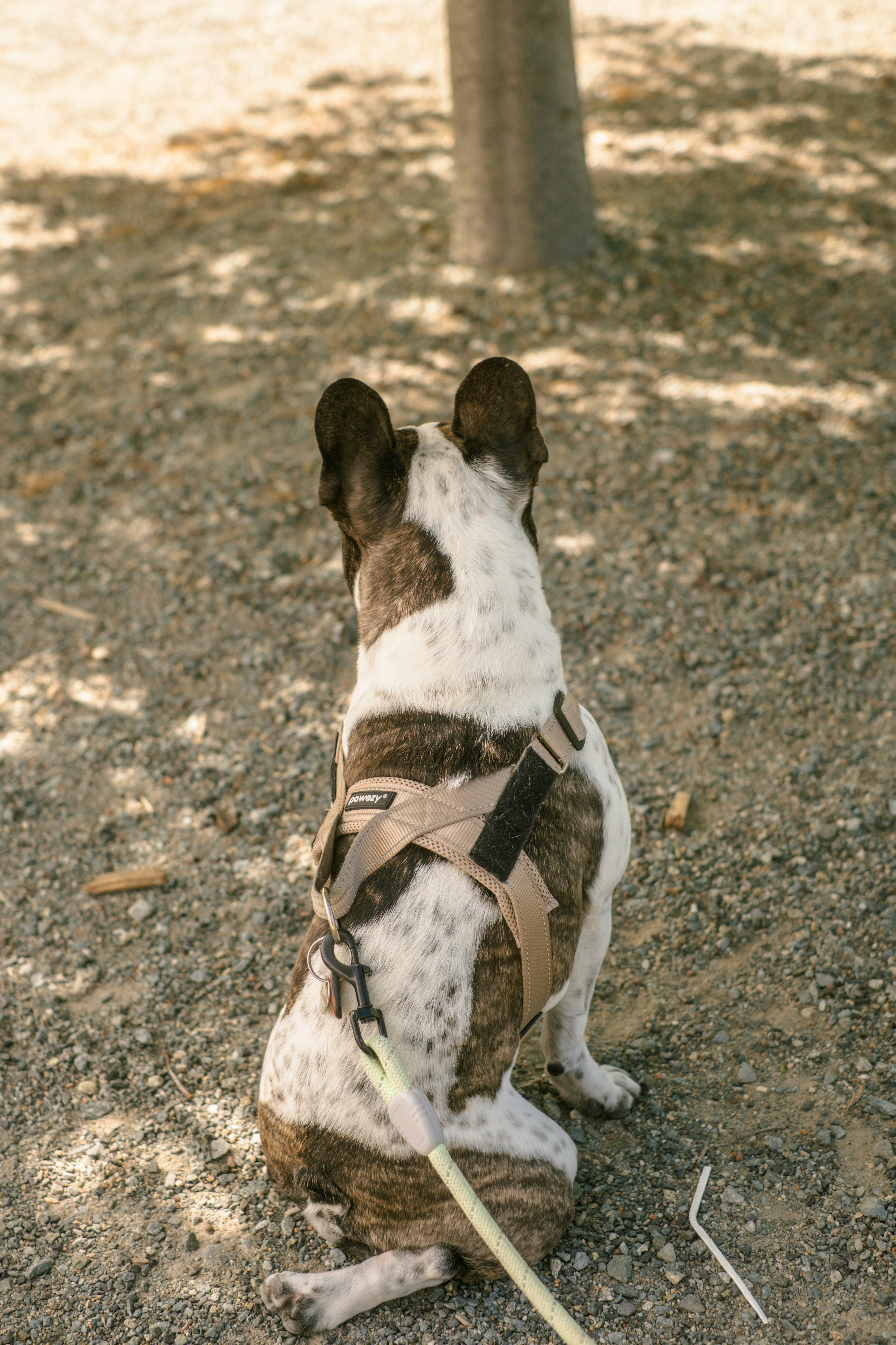 Back-View Portrait of a Dog in the Park— inspect the harness and leash