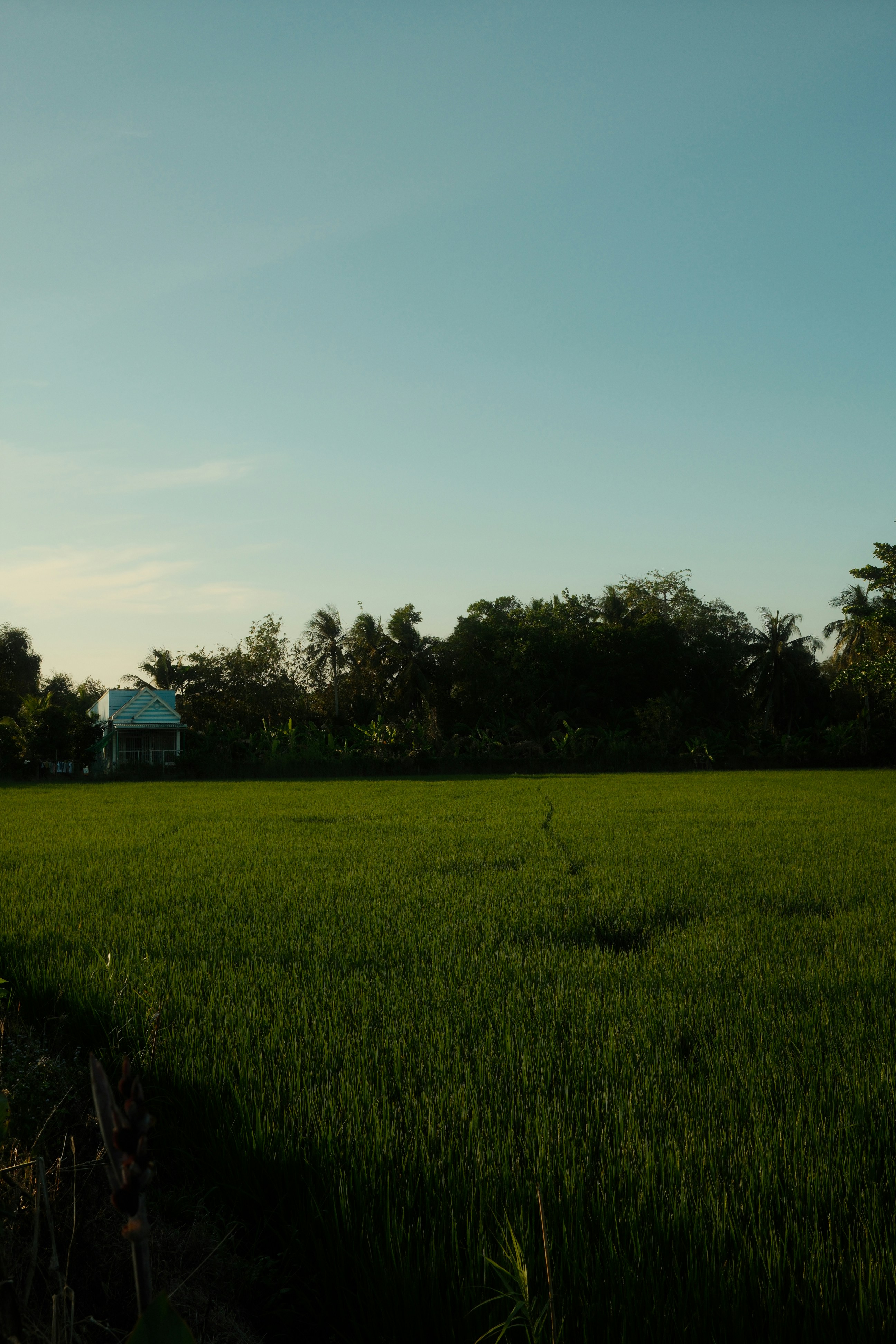 Green Field at Dusk: A Quiet Boundary Between Sky and Harvest