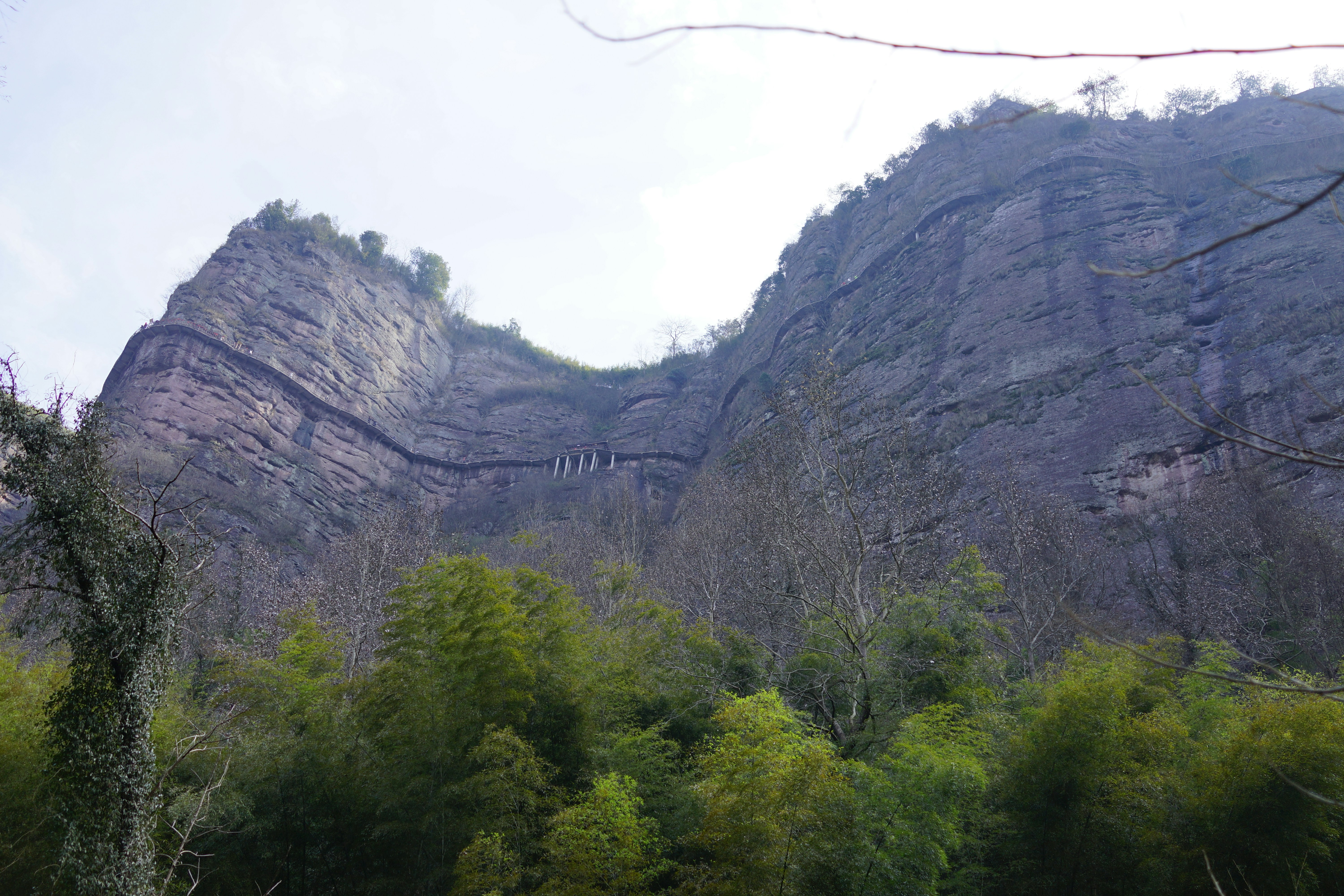 Cliffrise: Cedar Forest At the Foot of a Majestic Gorge