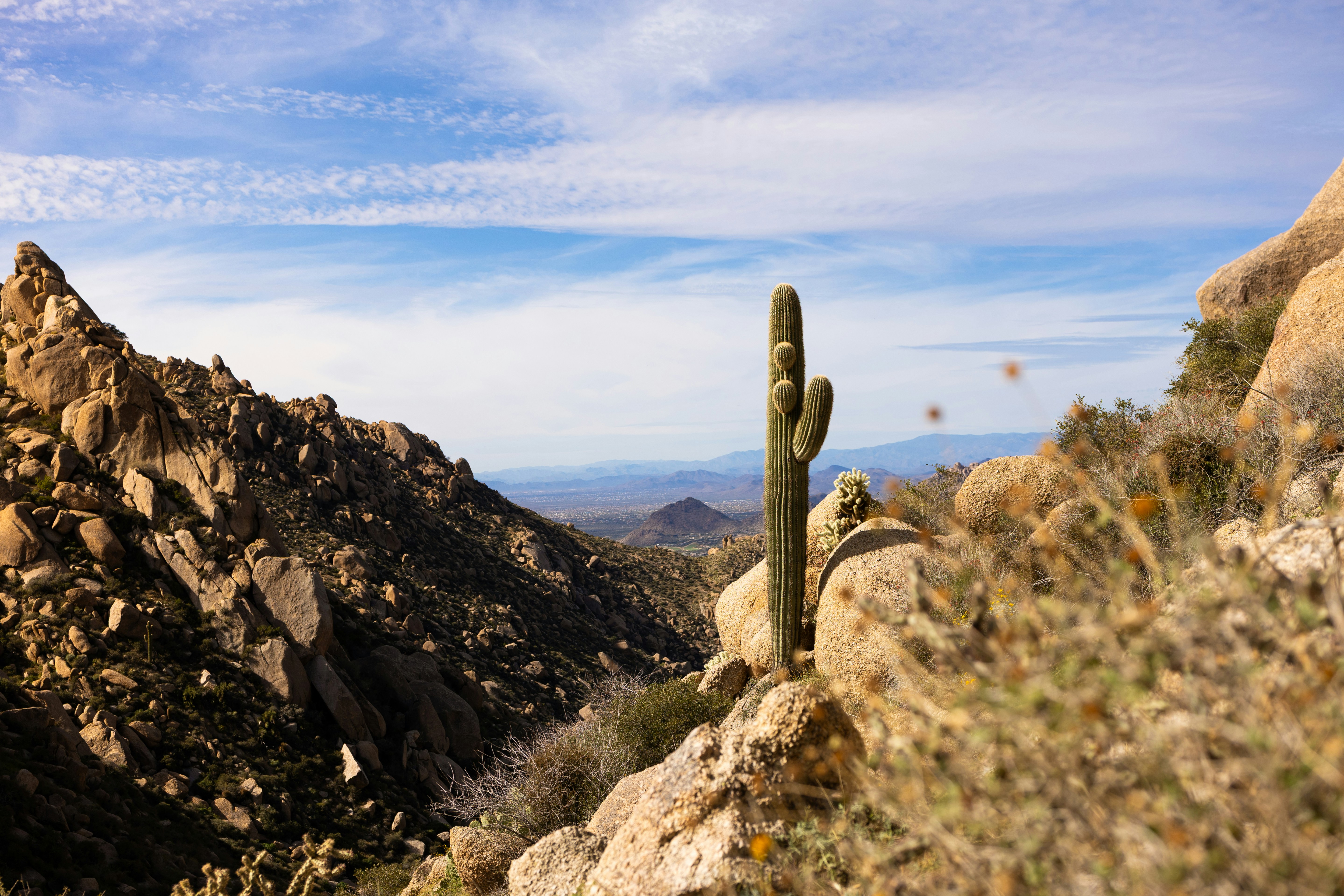Desert Ridge with a Lone Cactus Sentinel