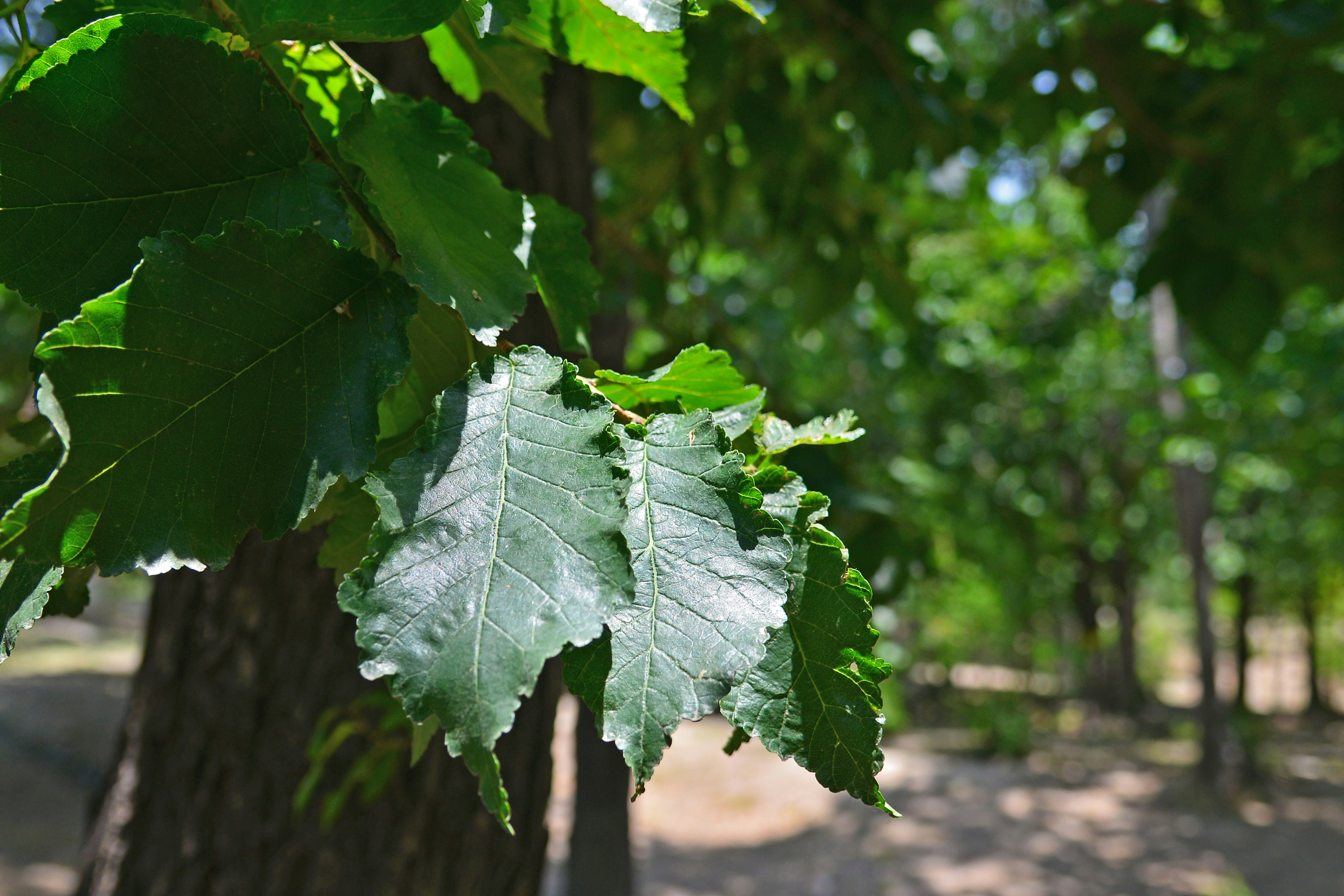 Green Veil: Close-up of a Leaf with a Quiet Forest Backdrop
