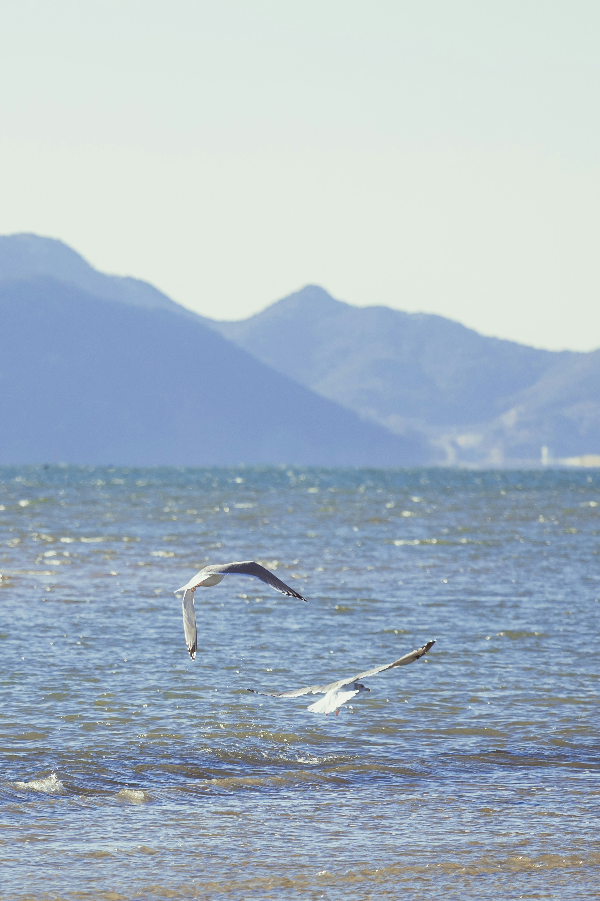 Seabirds in Flight Over Quiet Coastal Waves