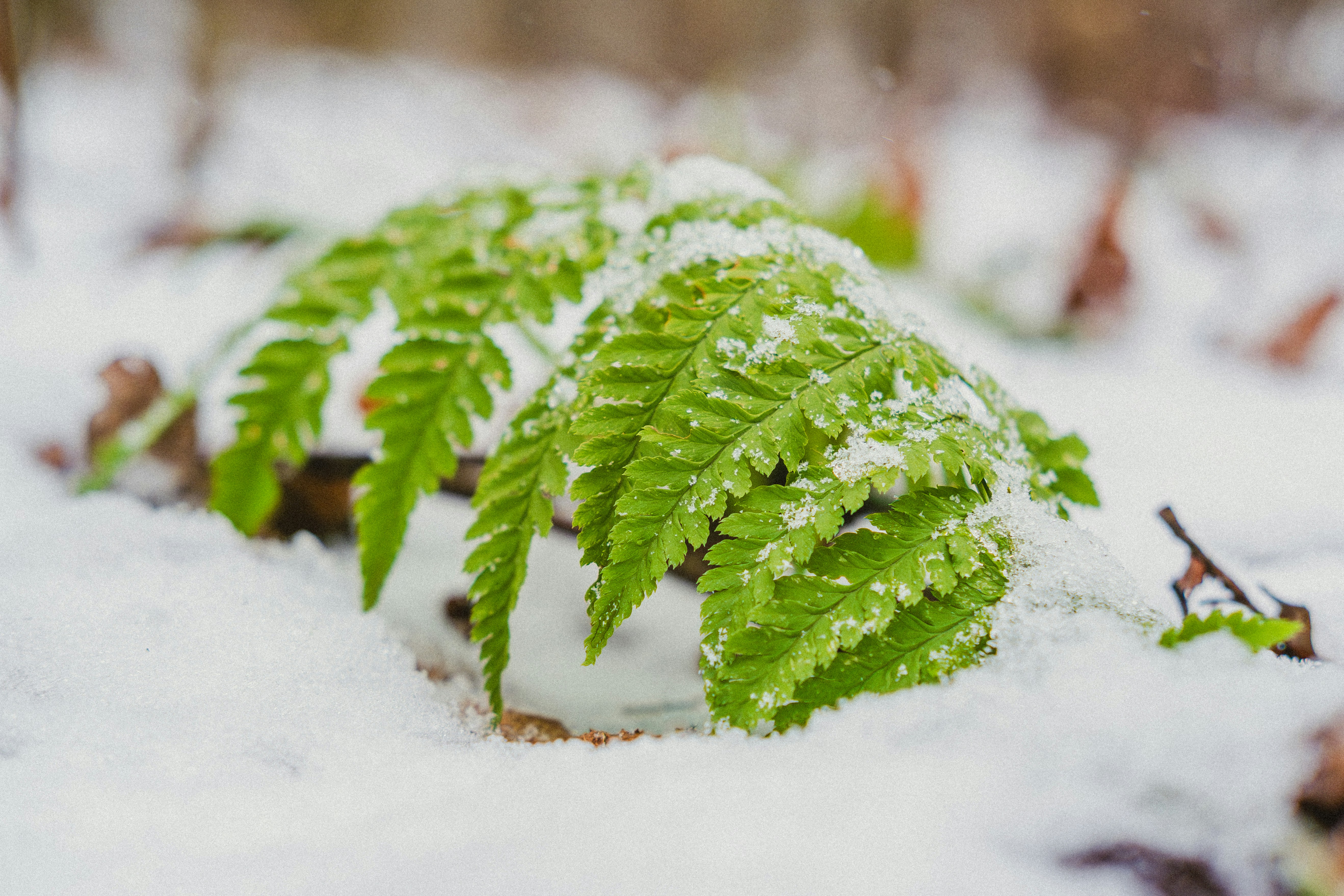 Emerald Fern in Quiet Winter Veil