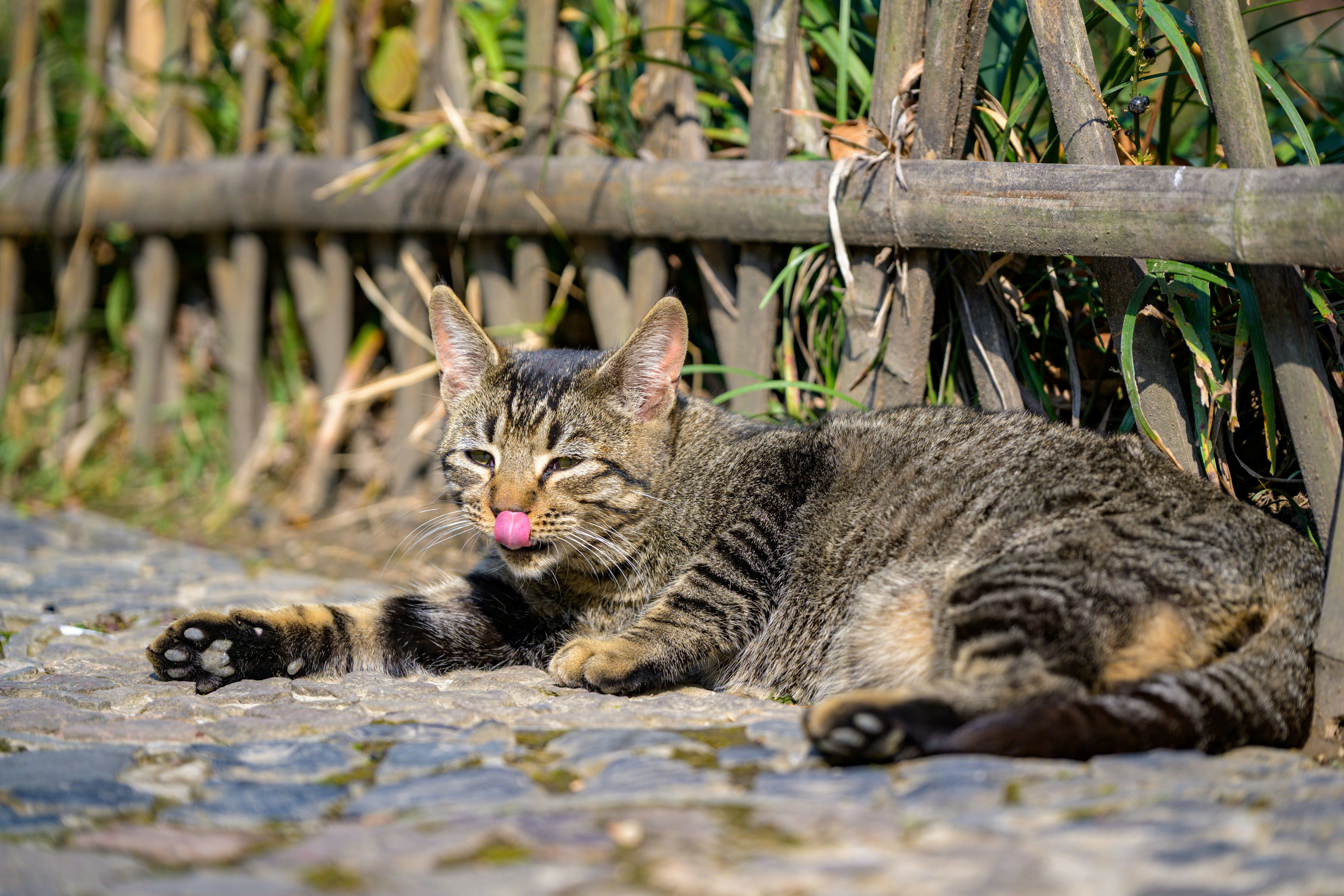 Lying Cat with Tongue-Tip Moment