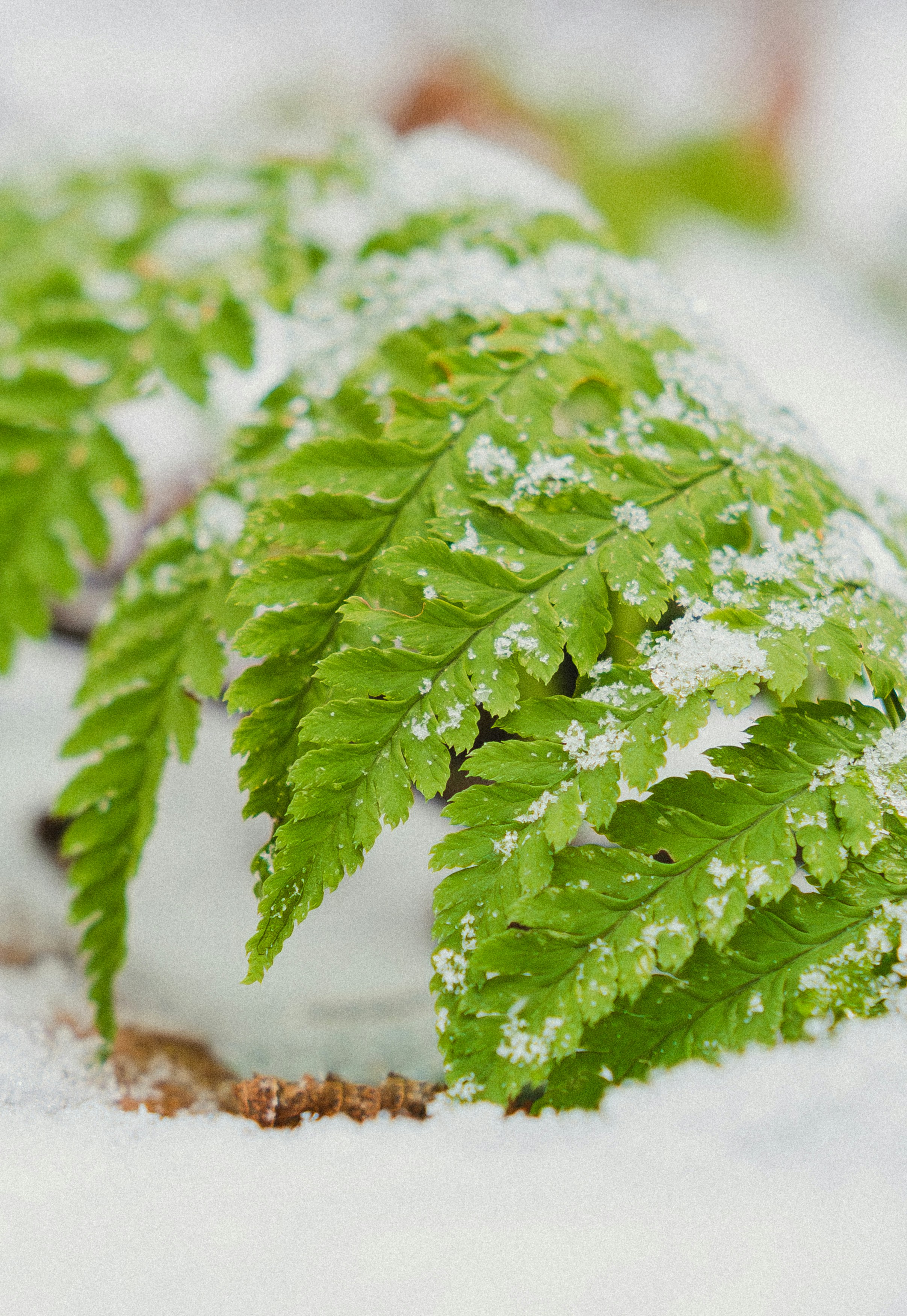 Emerald Fern in Snow: Close-Up of Winter Leaves