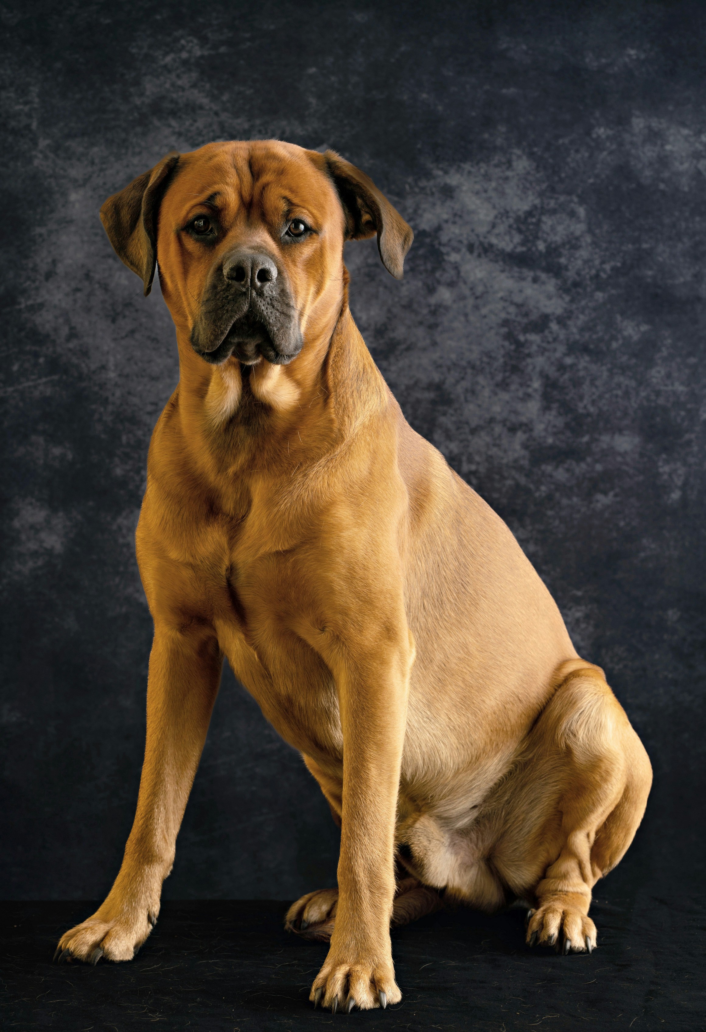 Center Stage: A Belgian-mastiff-like portrait against a textured backdrop