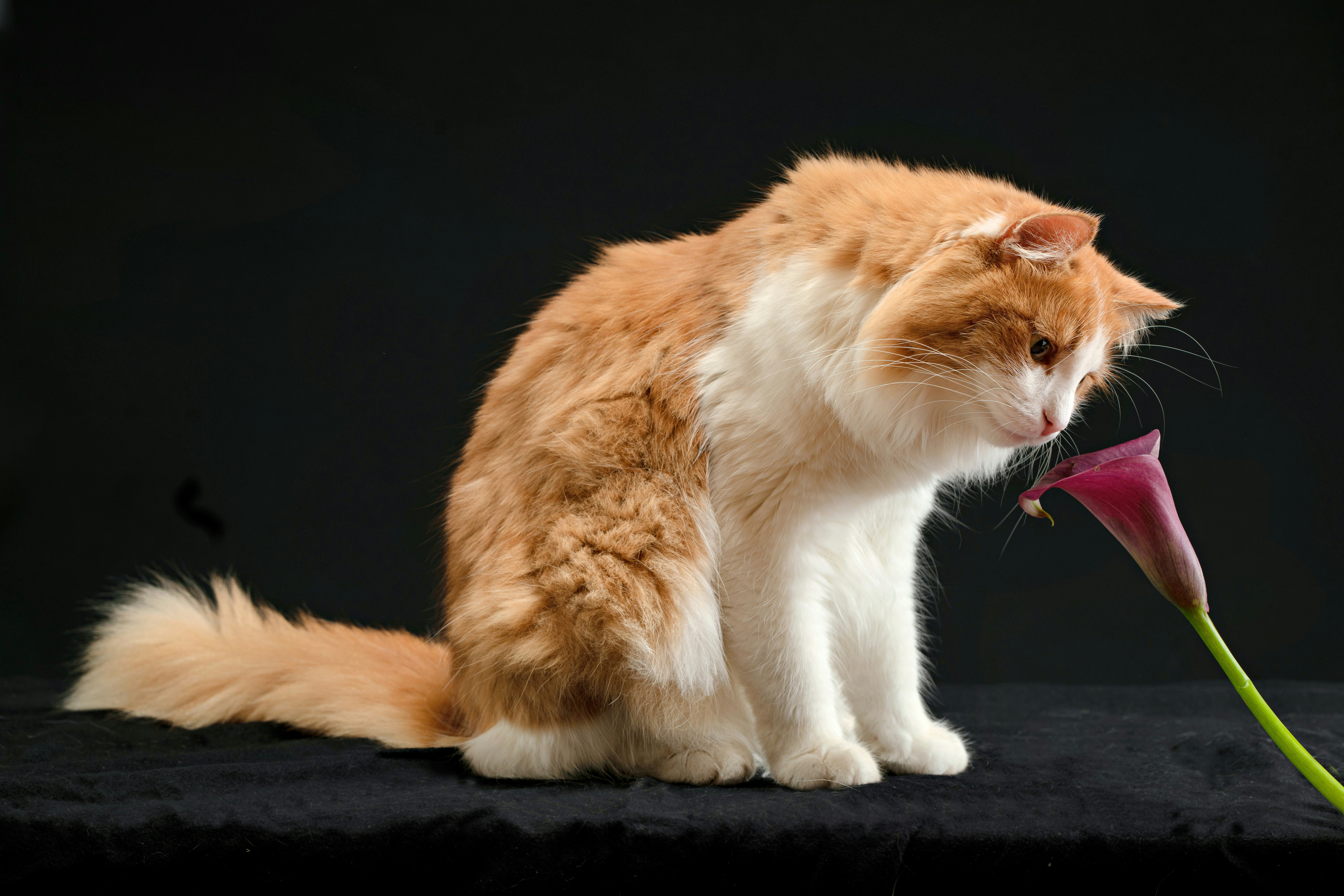 Curious Orange: A Cat Pauses by a Delicate Bloom