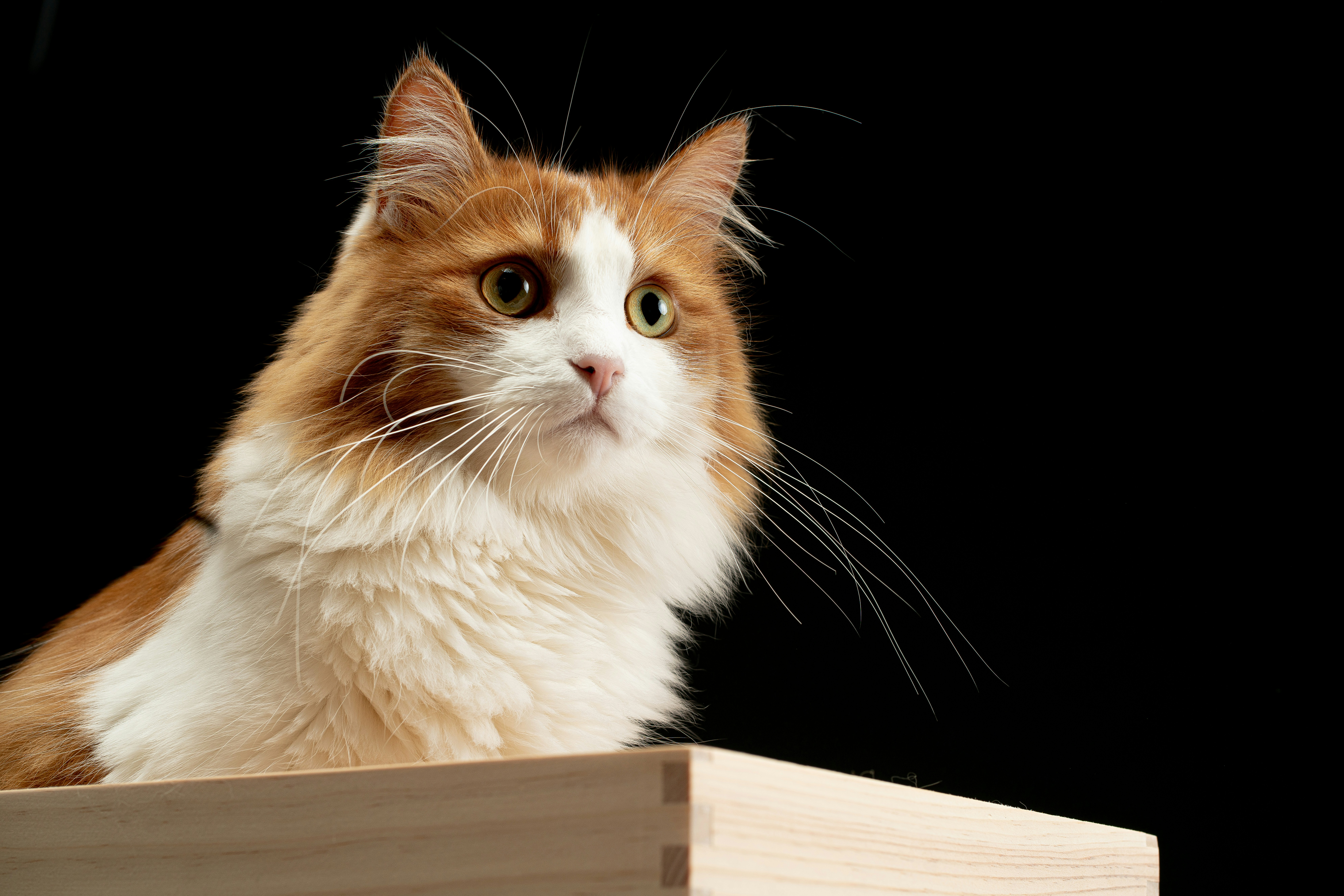 Emerald Gaze Above the Wooden Edge