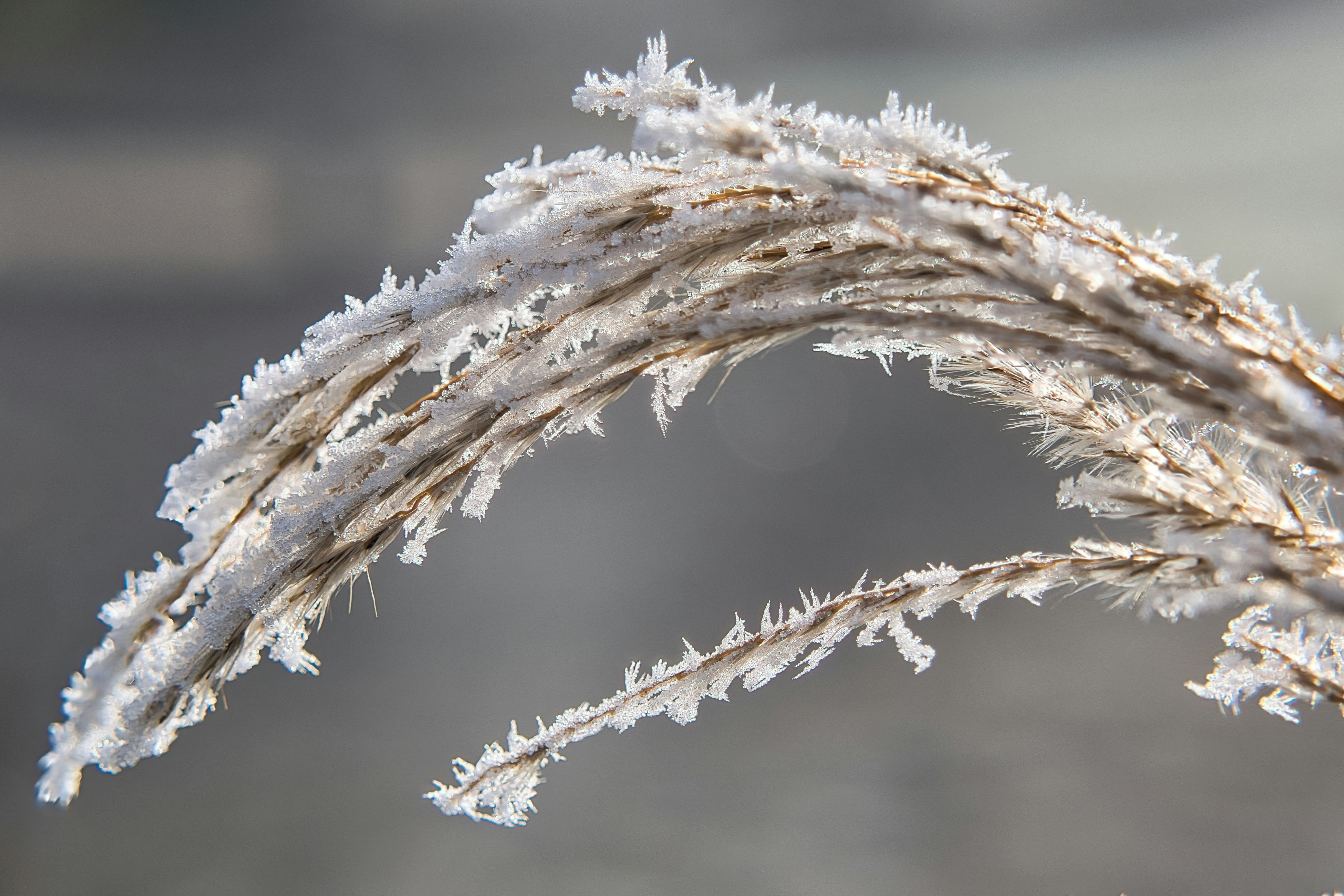 Frosted Grass Arch Section in Soft Backlit Blur