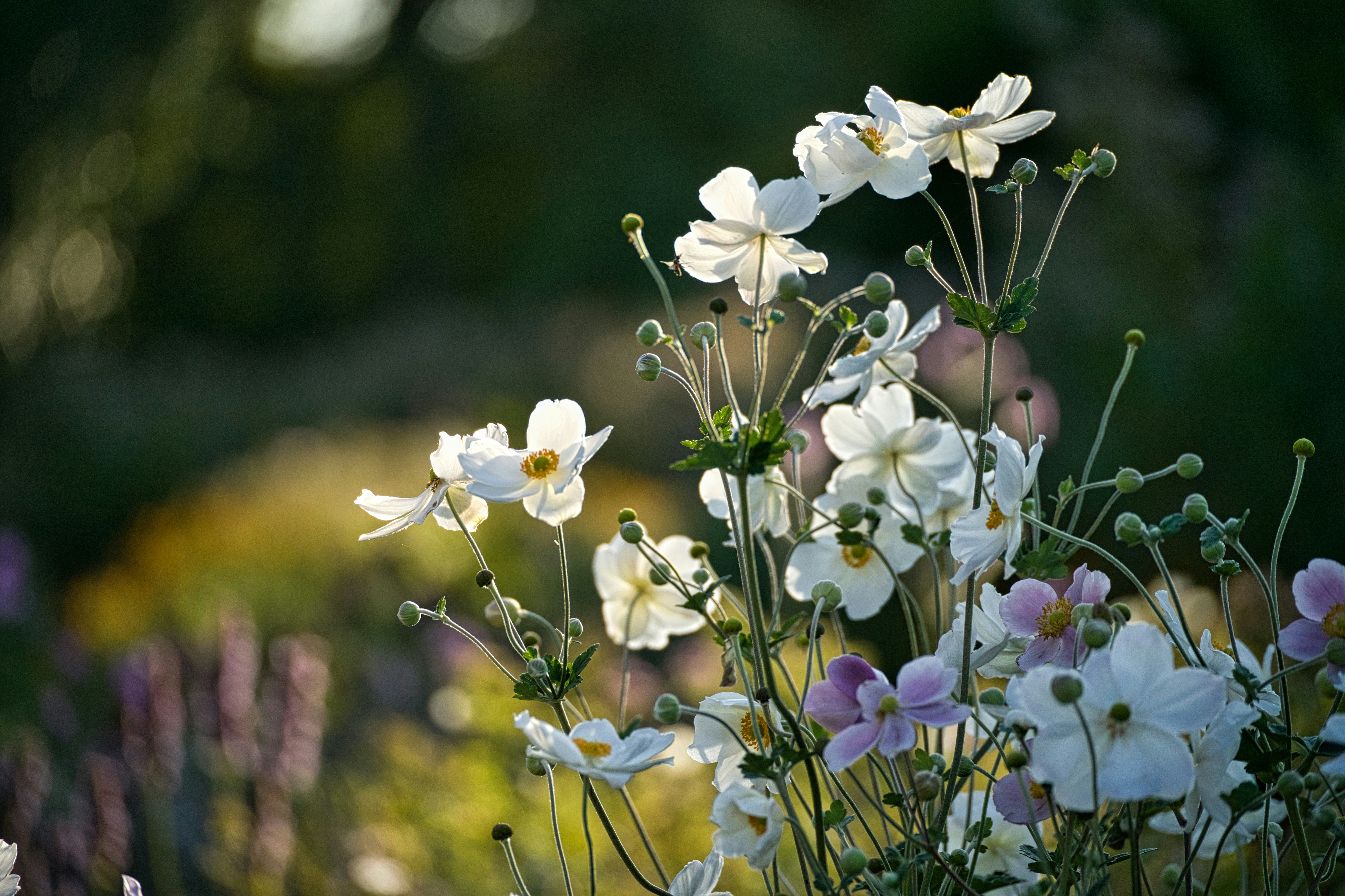 Sunlit White Flowers in a Gentle Garden Glow