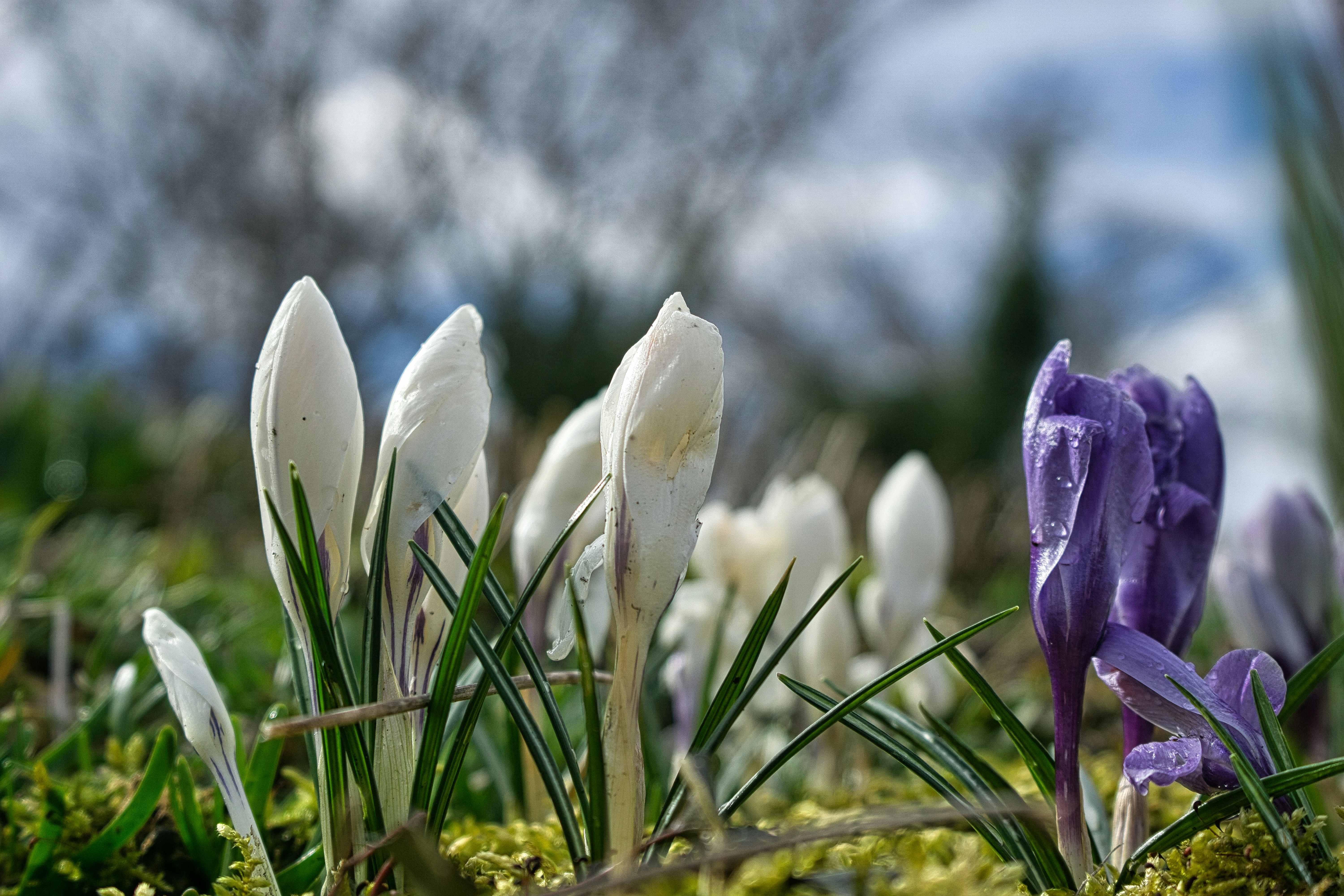 Dainty Crocus Dawn: White and Purple Emergence at the Mossy Edge
