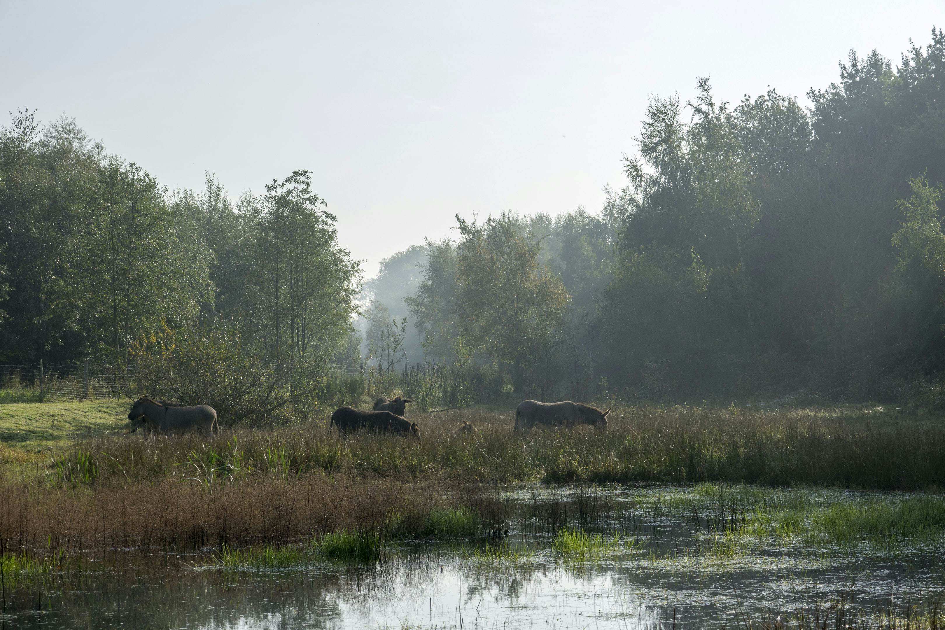 Herd Through Mist: Cattle Grazing by a Quiet Marsh at Dawn