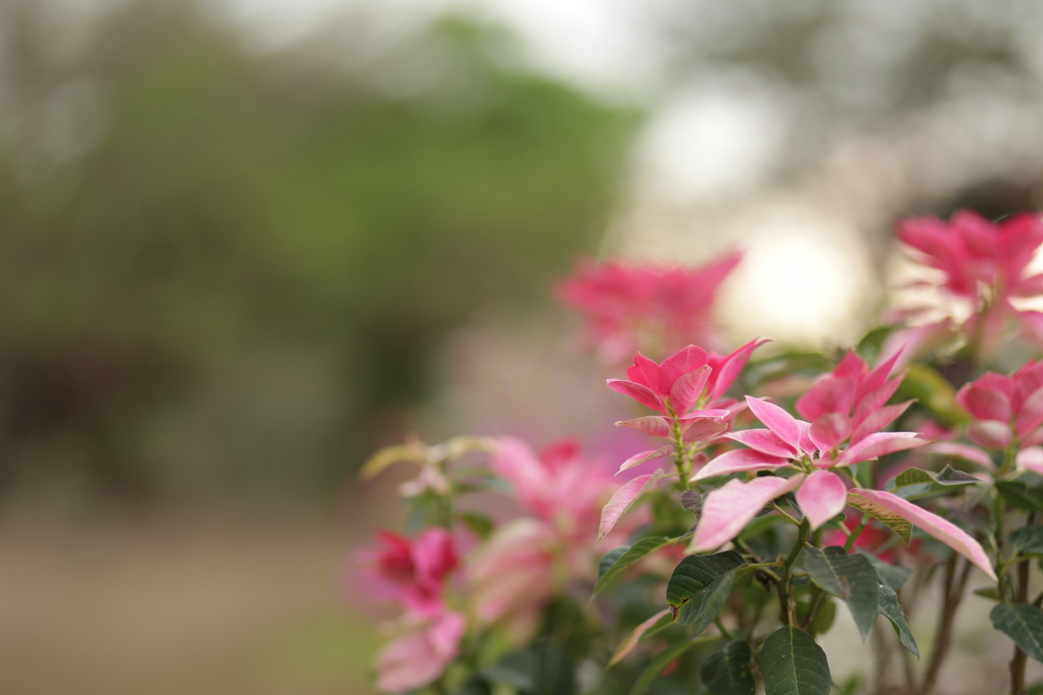 Pink Bouquets in Soft Focus