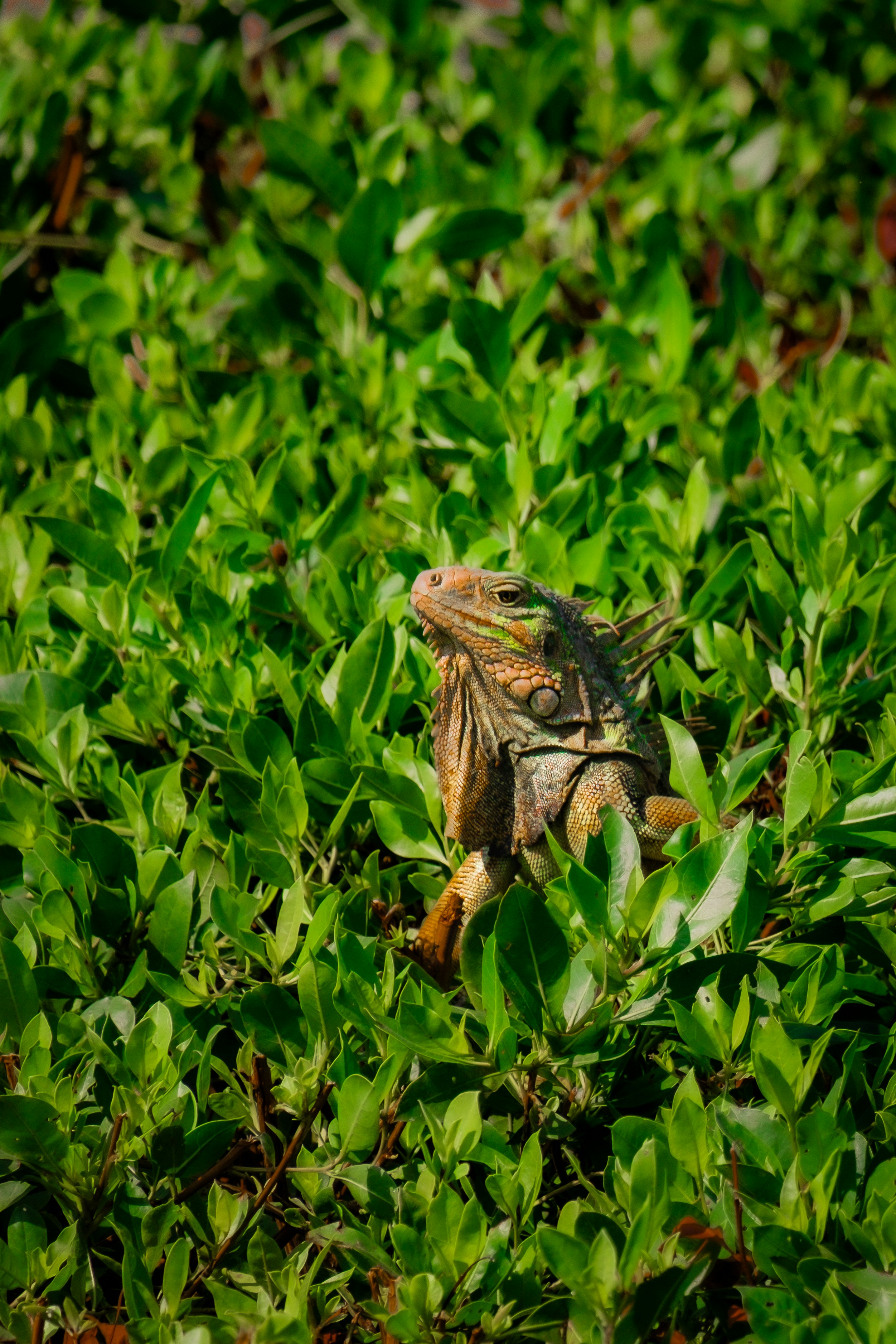 Hidden Sentinel: A Green Dragon Lizard Amid Shrubs