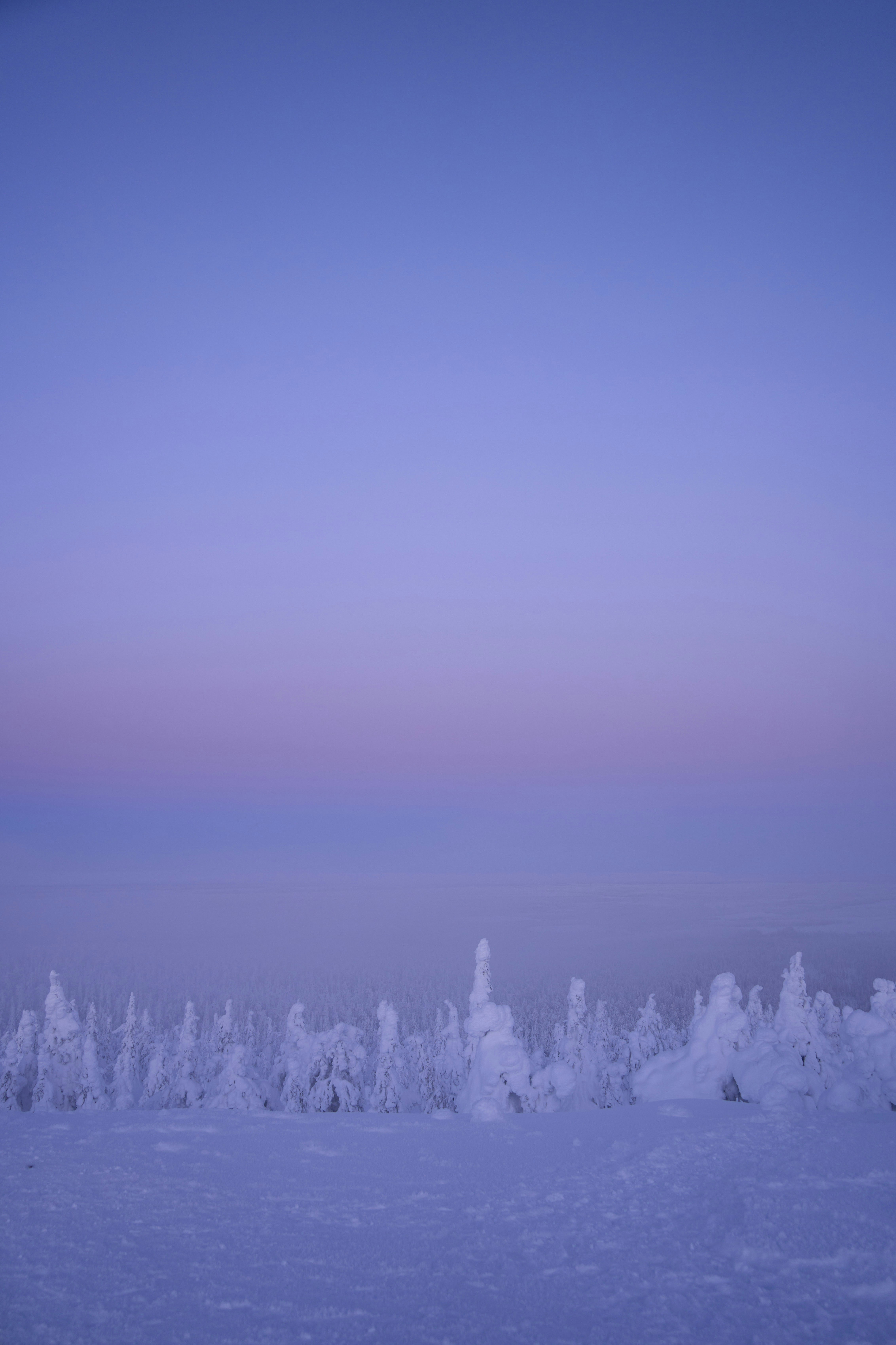 Pastel Horizon Over Snow-Covered Pines